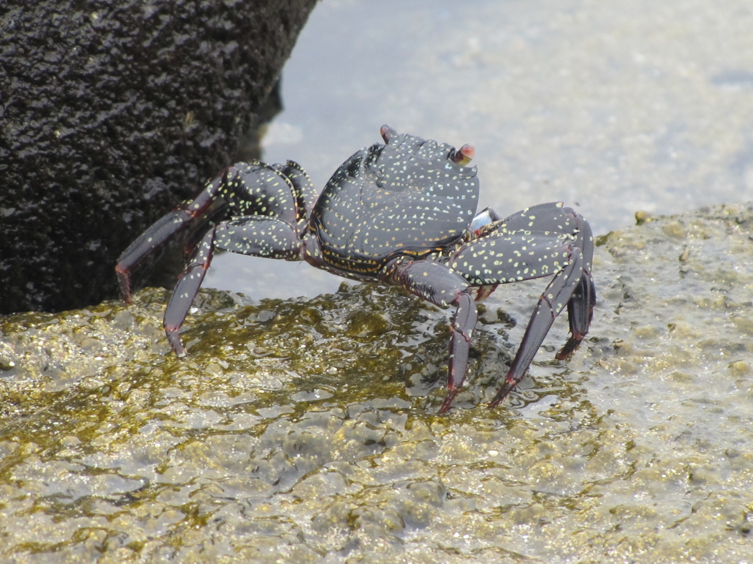 Black Crab Galapagos free image download