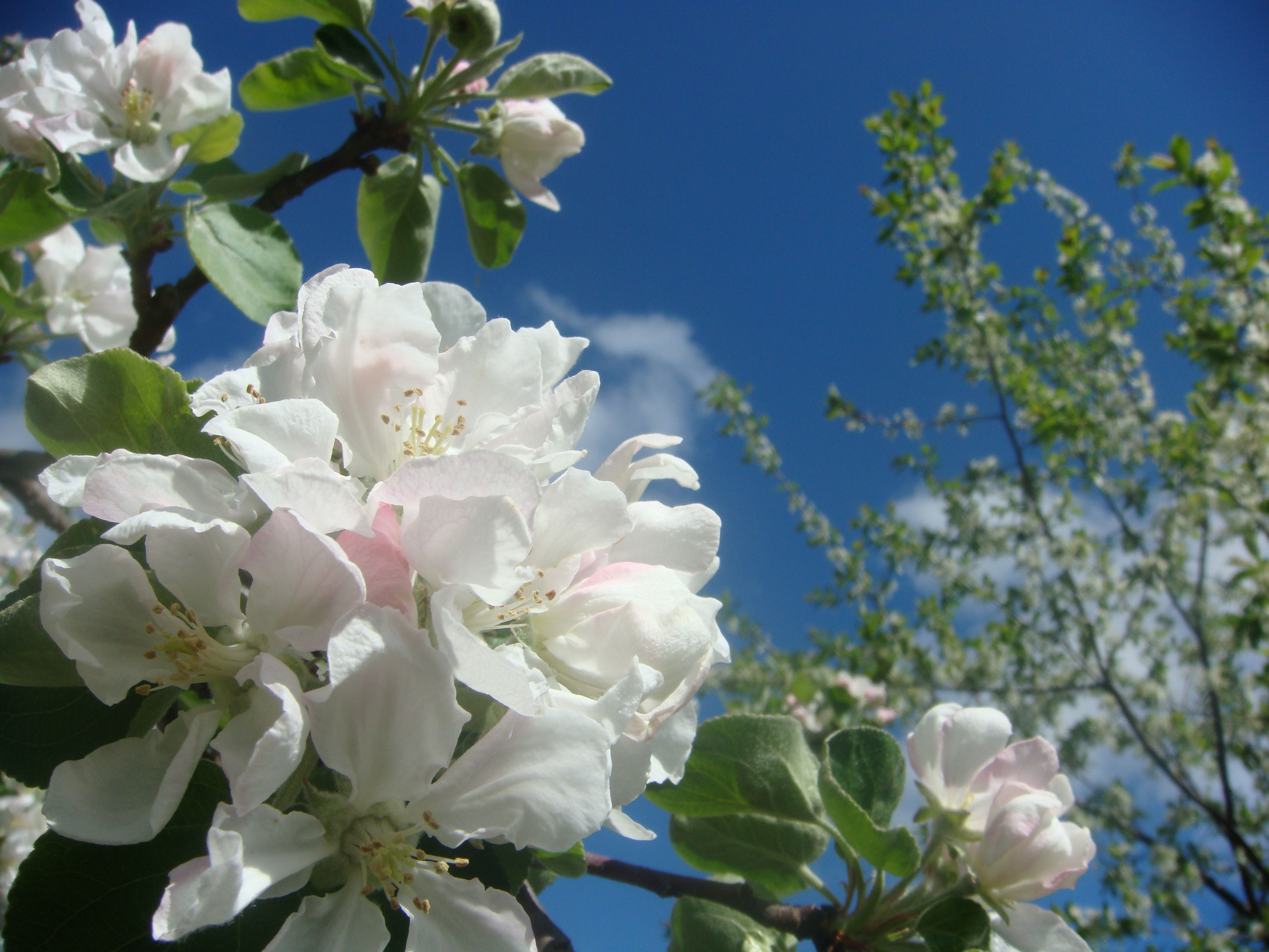 Spring white flowers in the garden free image download
