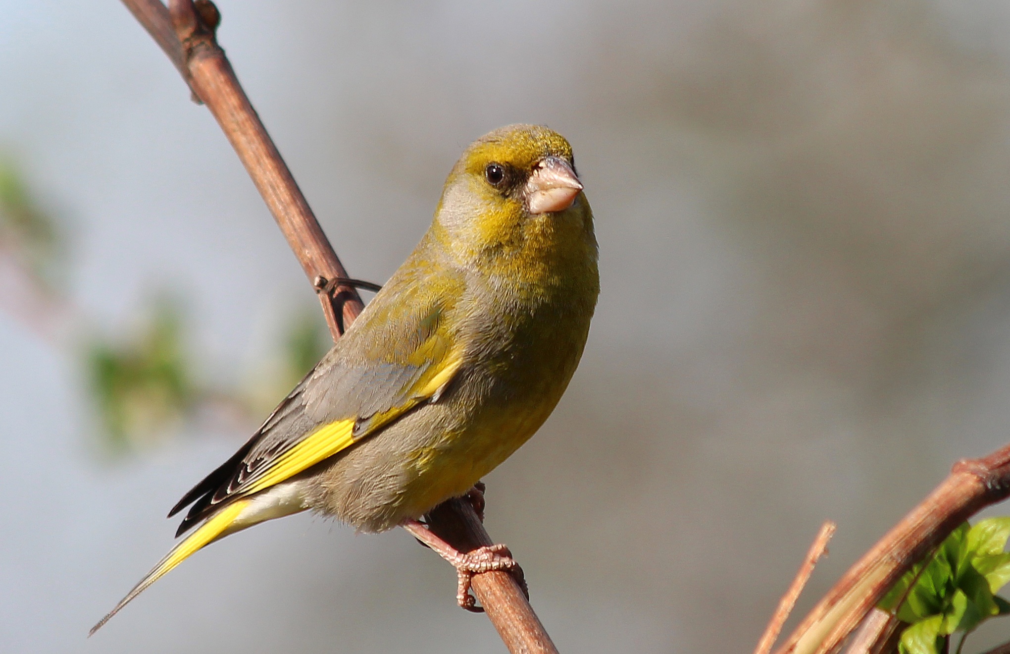 Bird Small Birds free image download