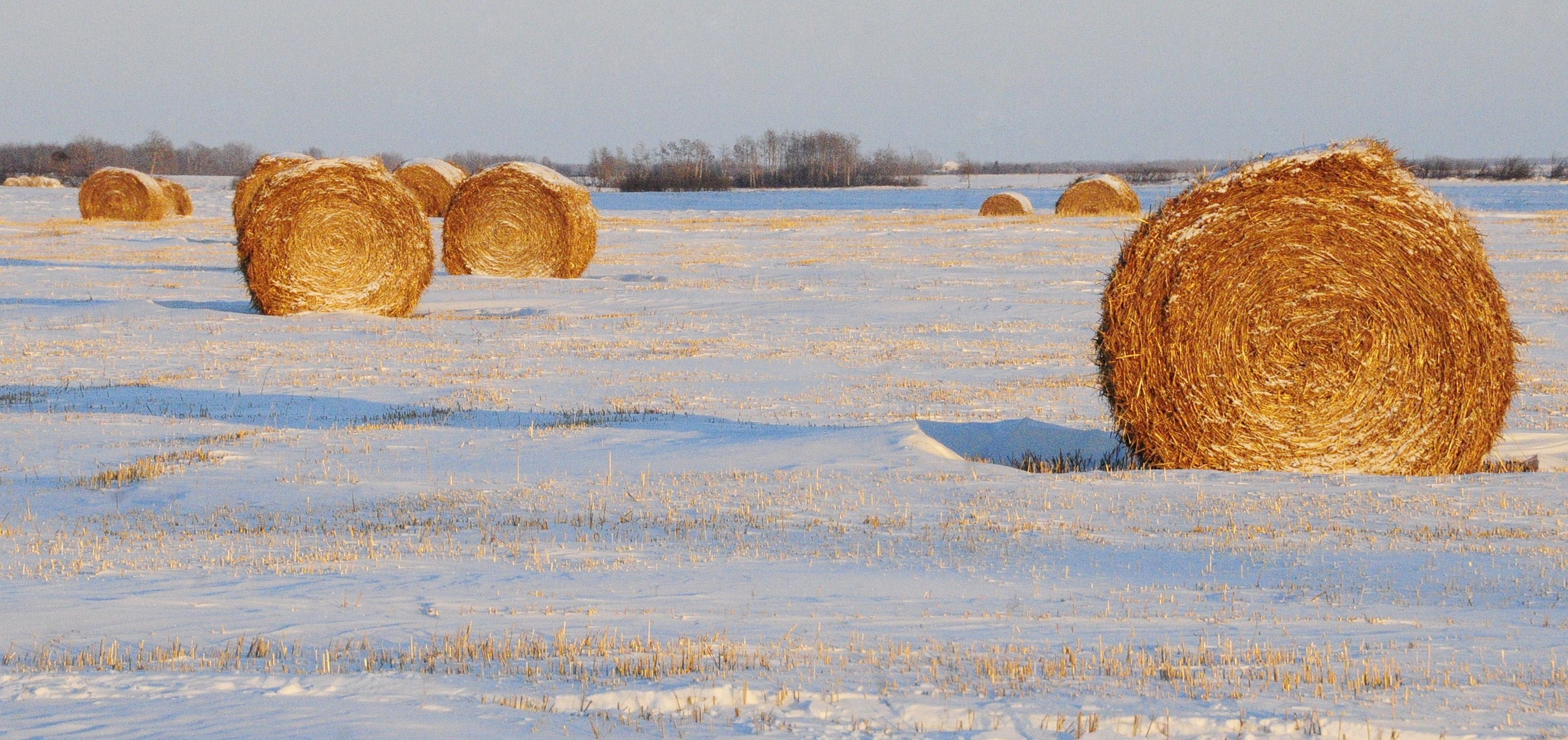 Bales Field Straw free image download