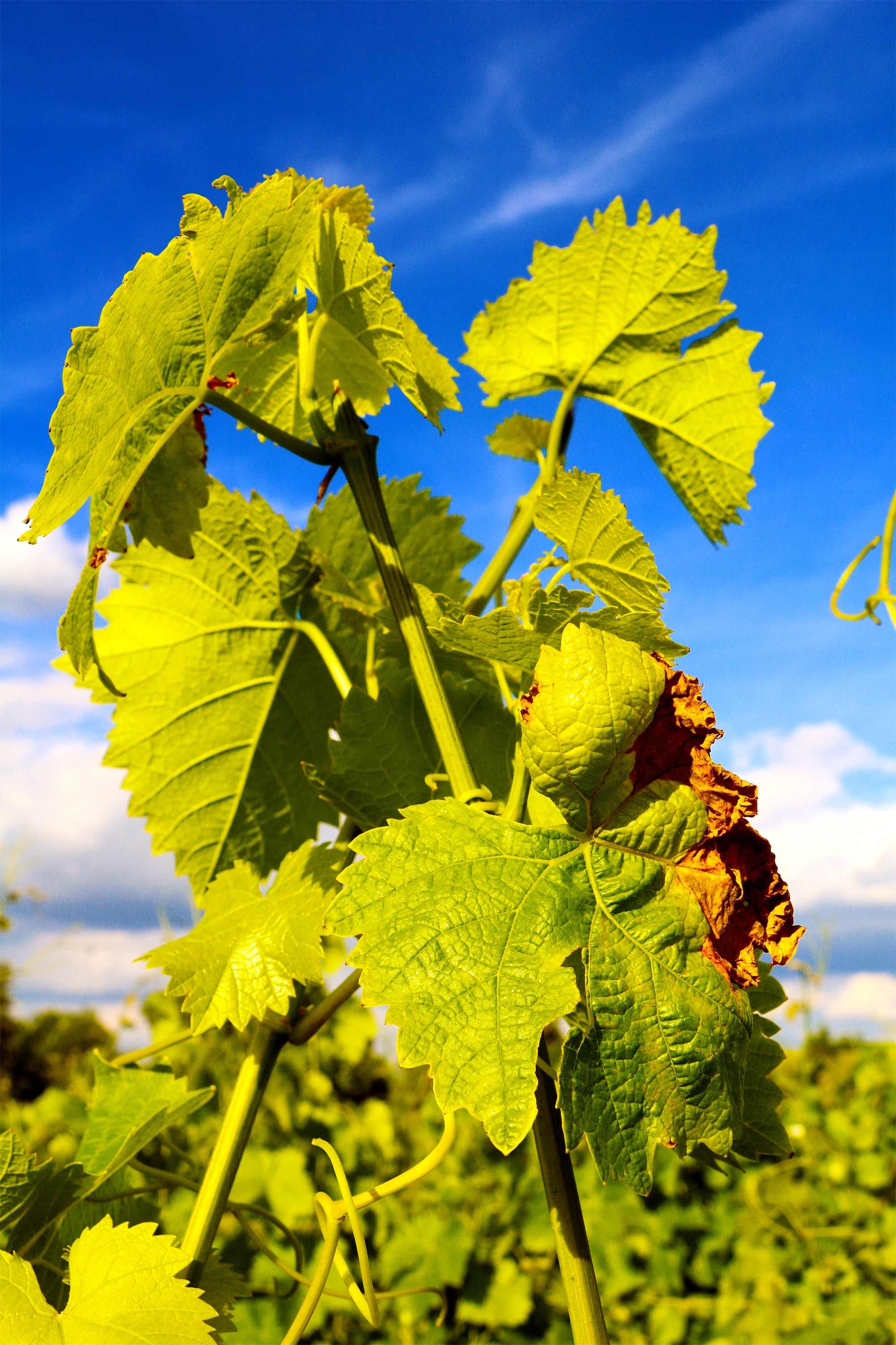Wine leaves in the garden free image download