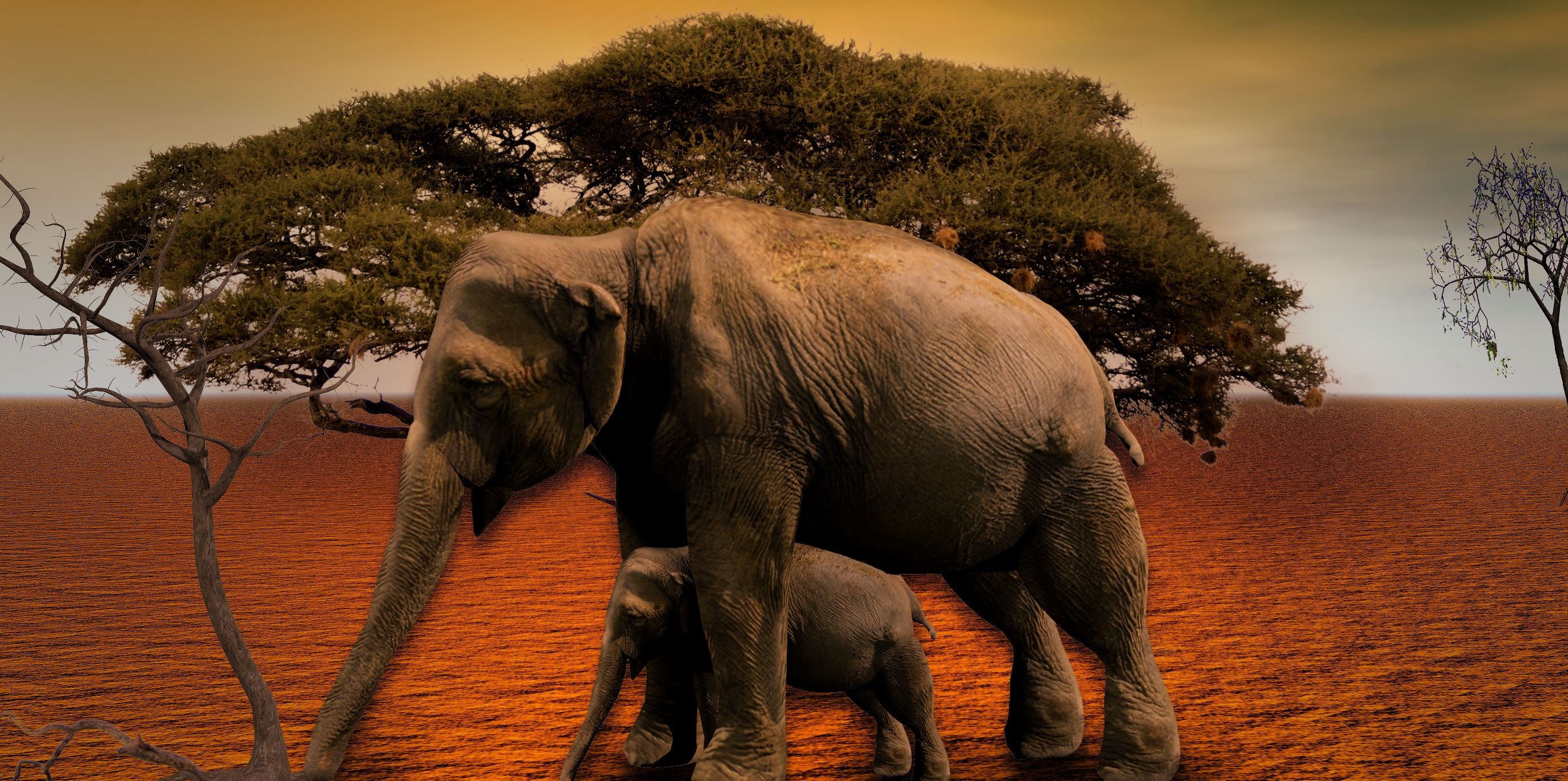 Elephants and baobab tree free image download