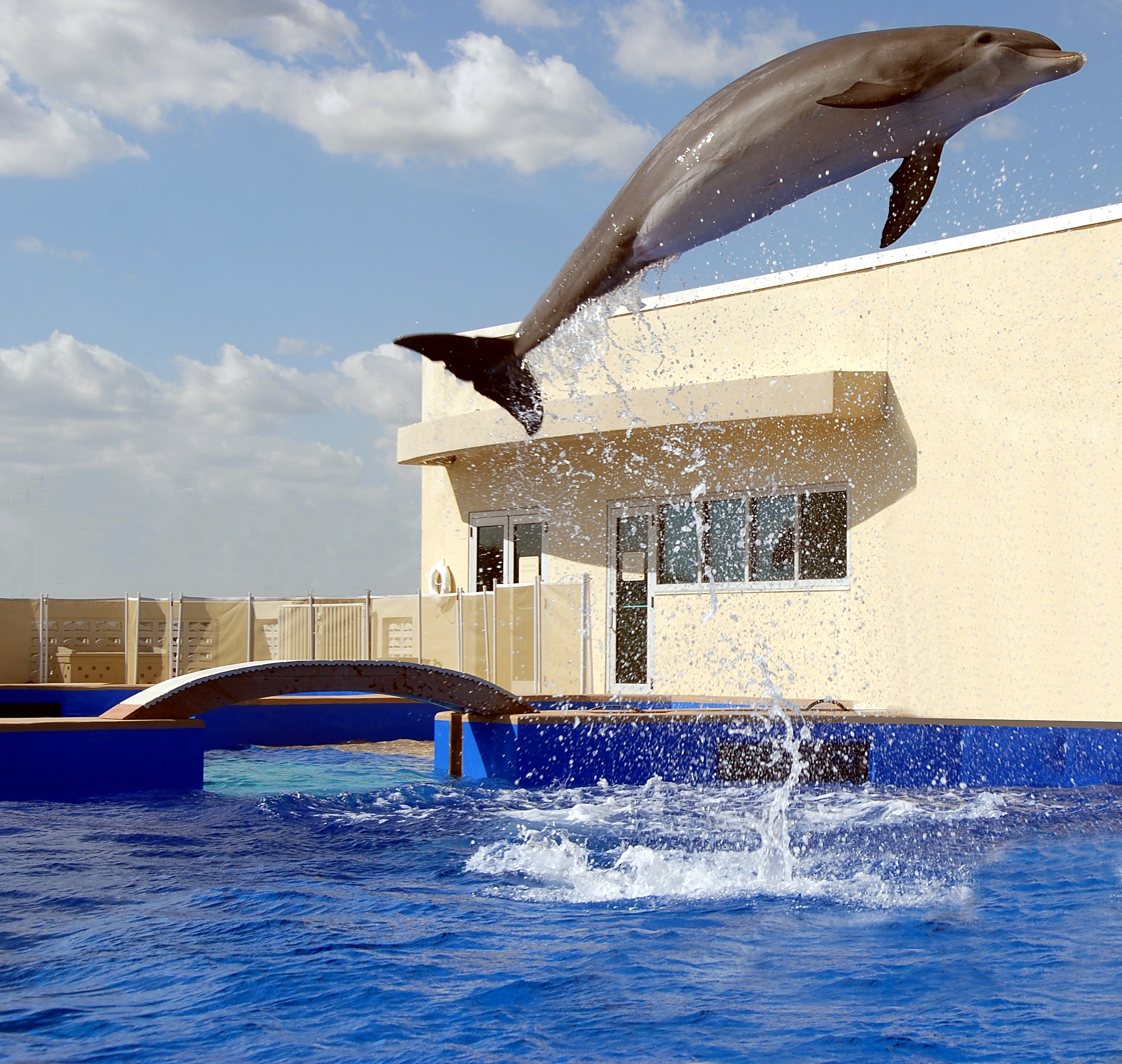 Dolphin Jumping Playing free image download