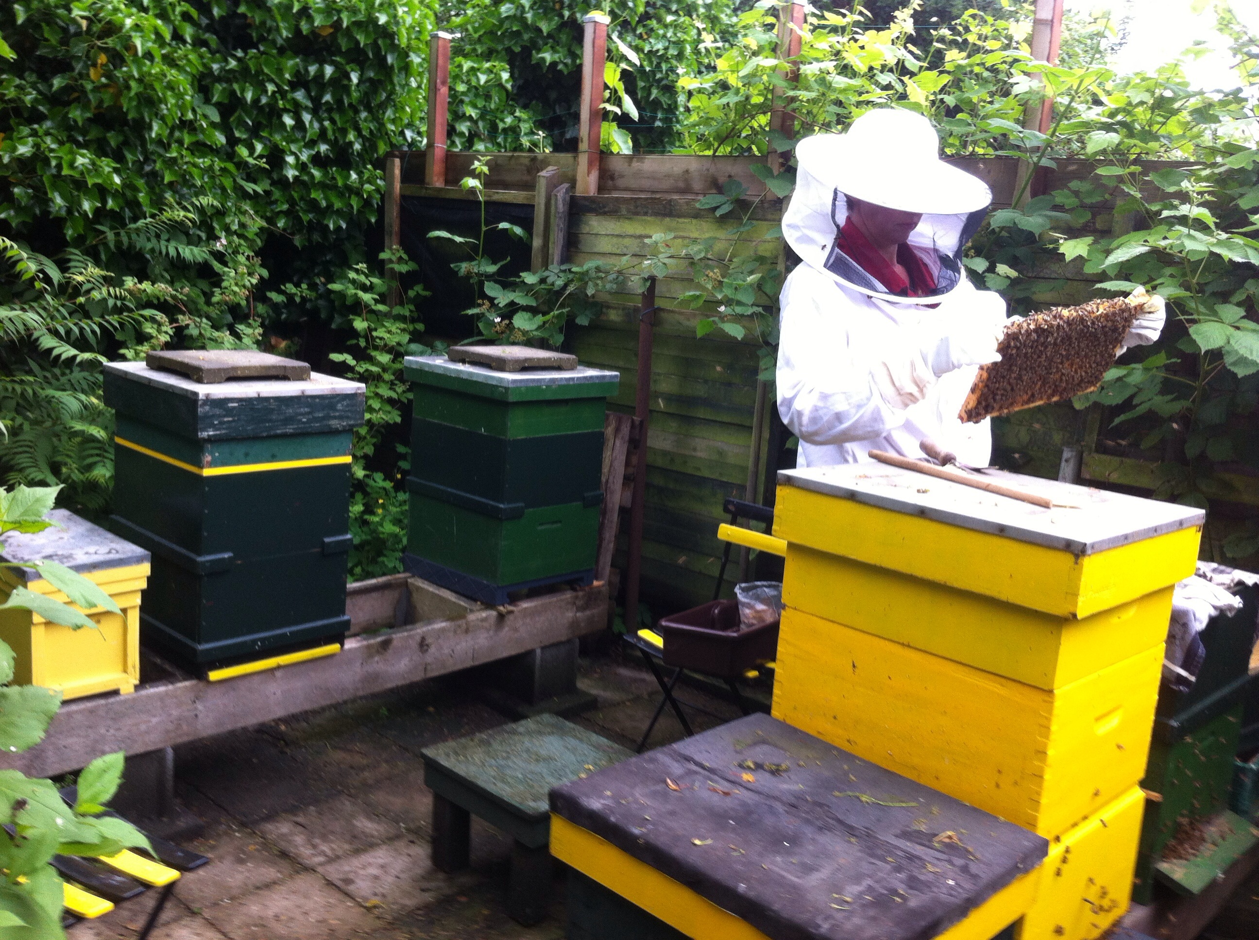 Beekeeper Bees free image download