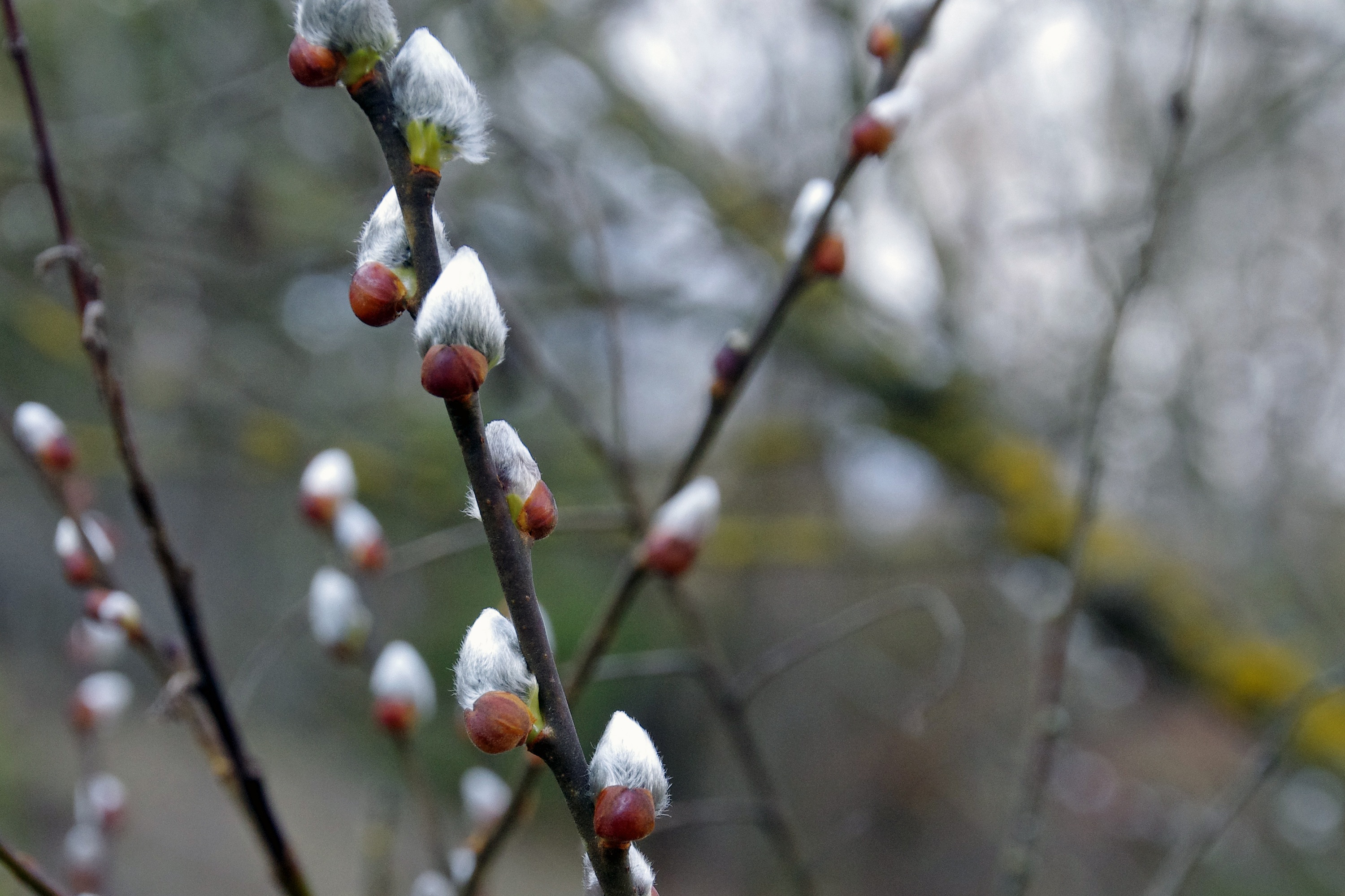 Beautiful sprouts on a branch free image download
