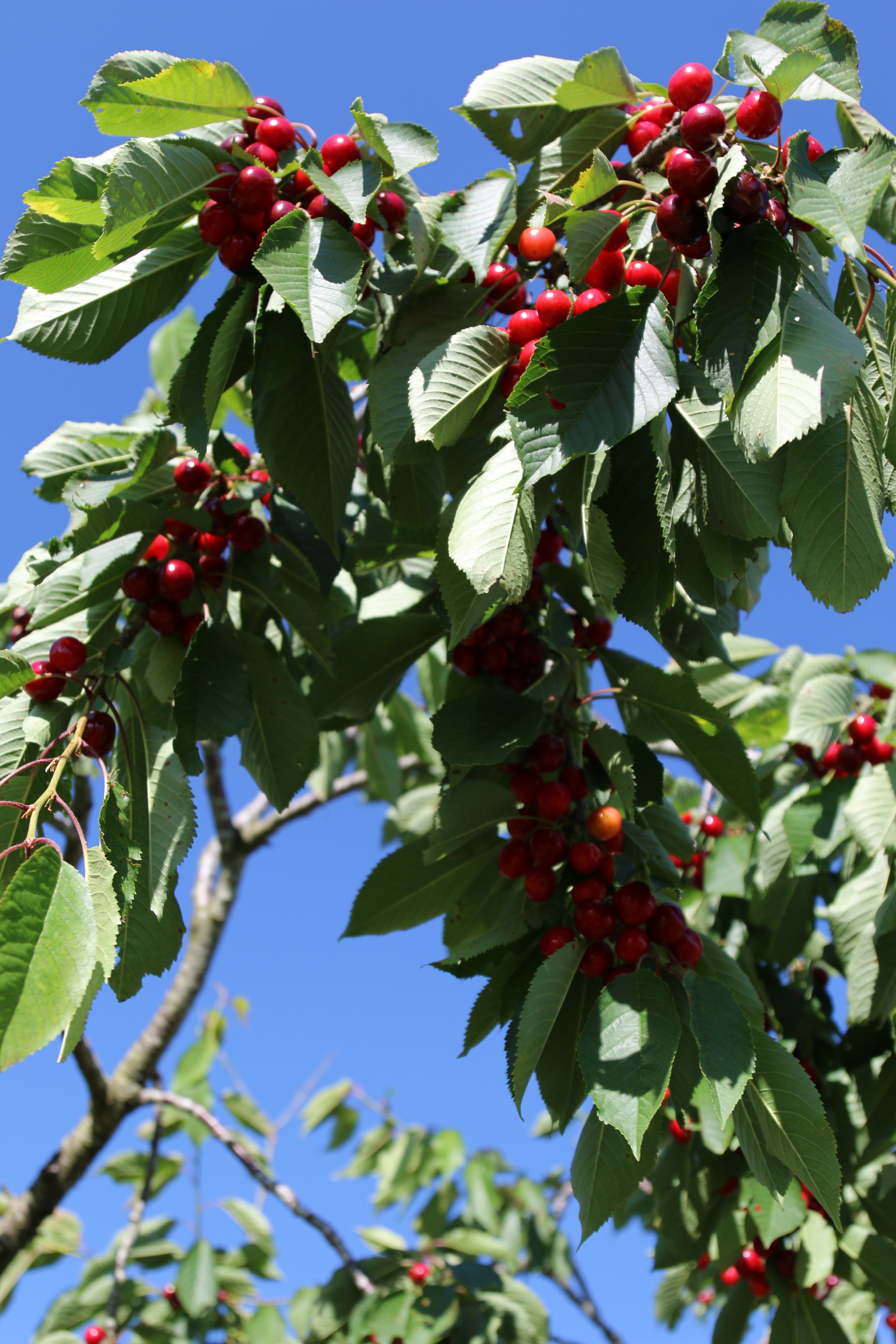 Cherry Orchard free image download