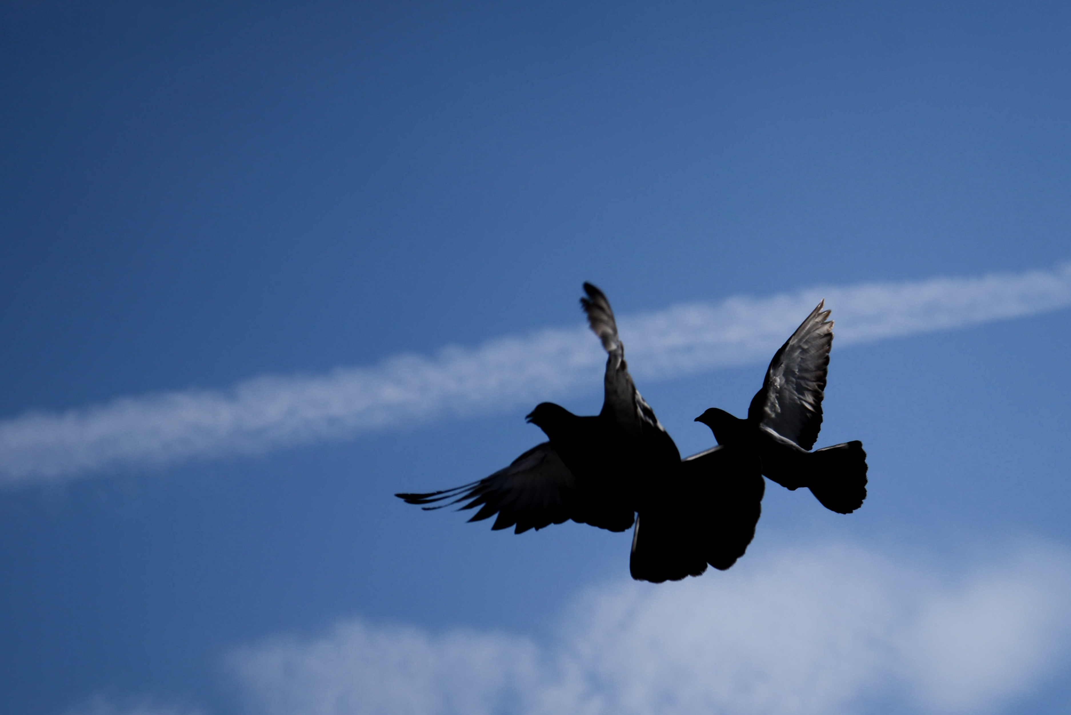 Couple of Dove Birds Flying free image download