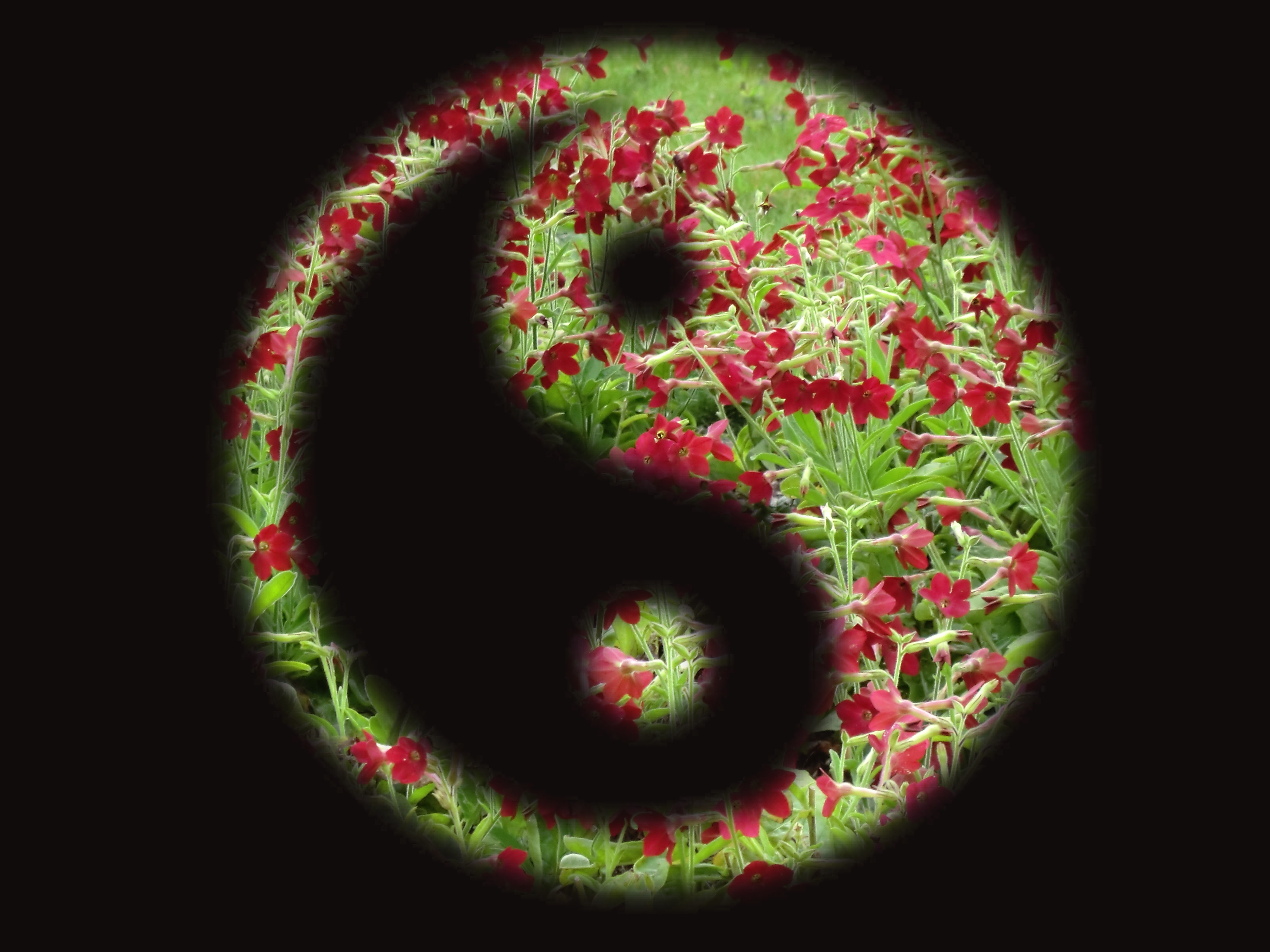 Yin yang tcm symbol characters free image download