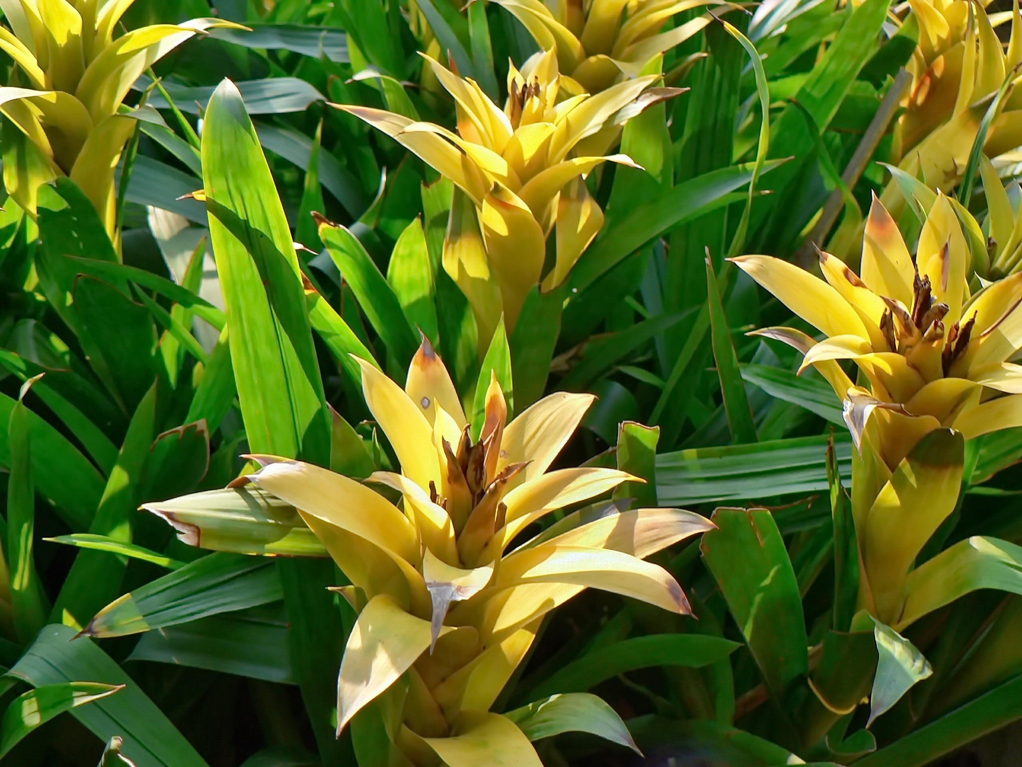Bromeliad Pineapple Tropical Plant free image download