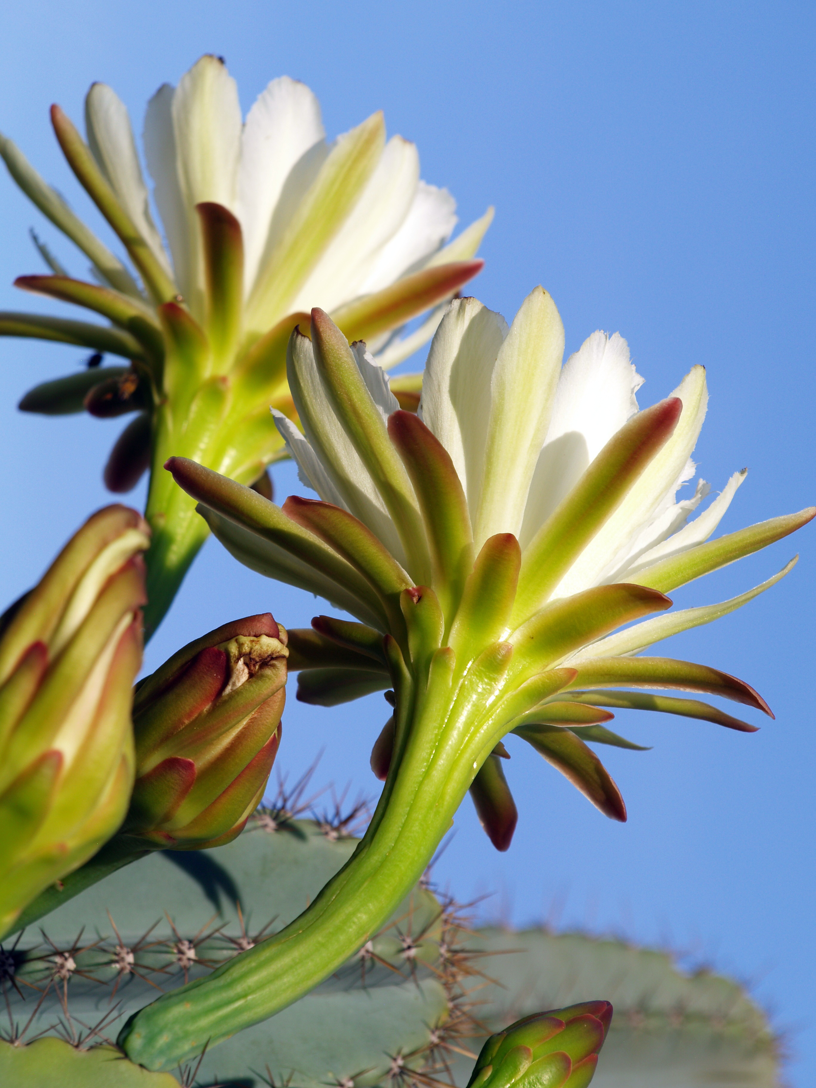 Fragrant flower buds in bloom free image download