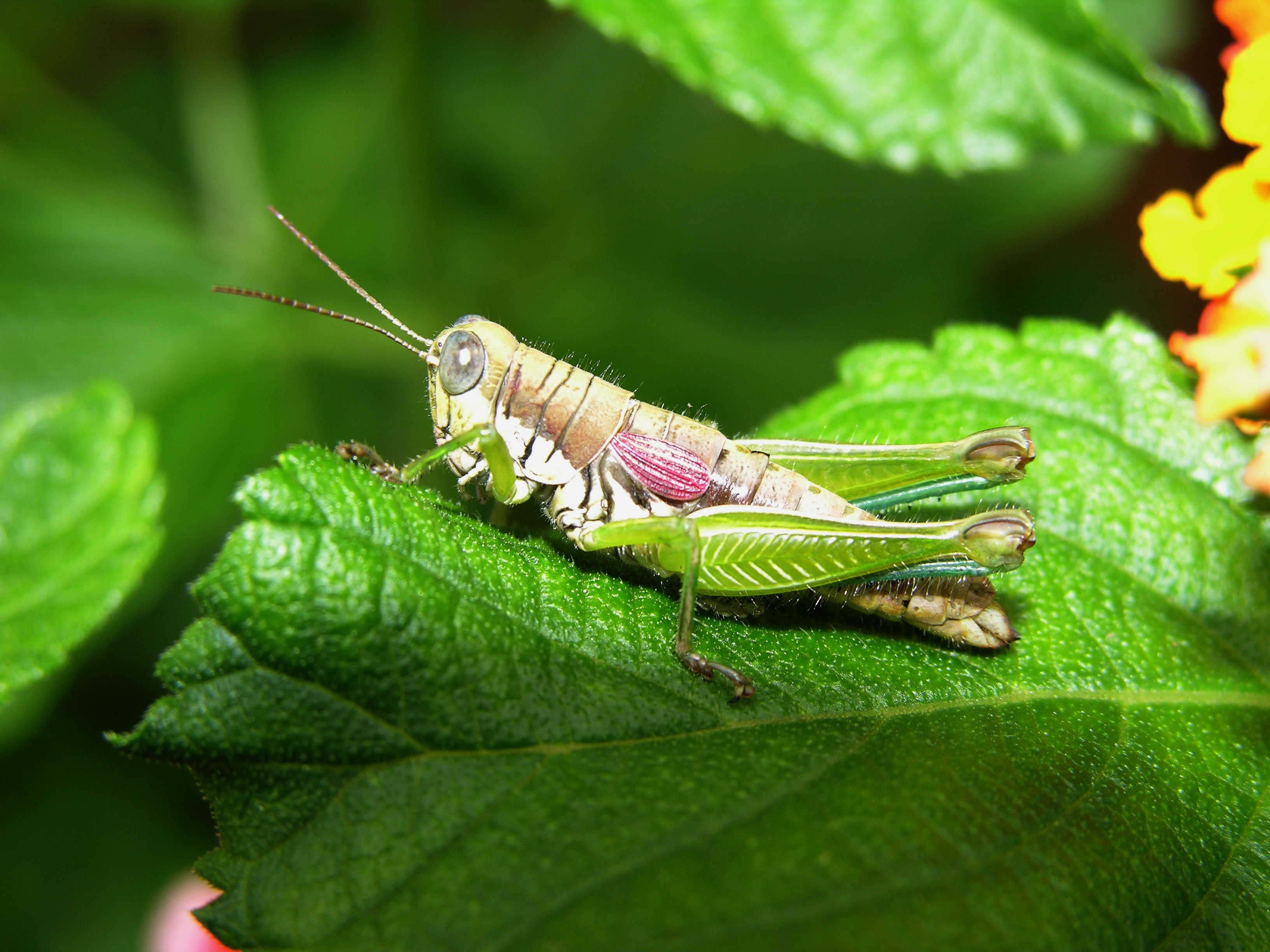 Cricket Green Sheet Pedro nunes free image download