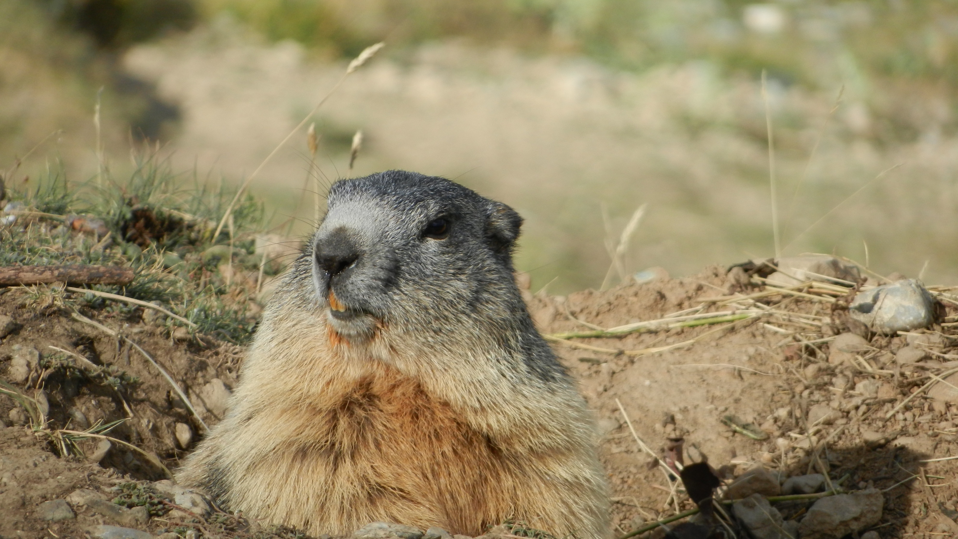 Marmot Alps free image download