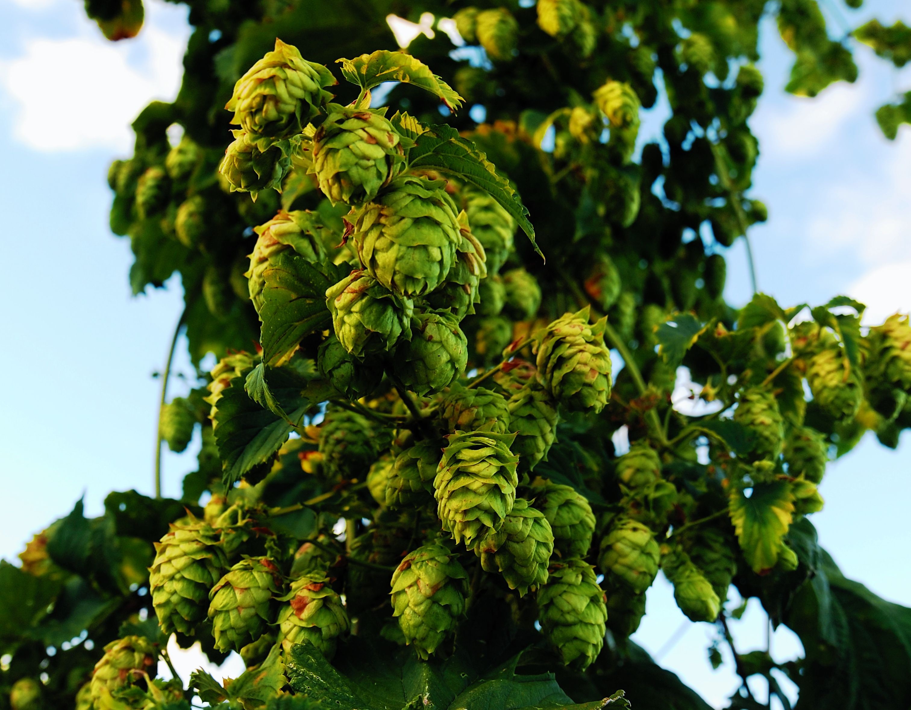 Hops Craftbeer Ipa Locally free image download