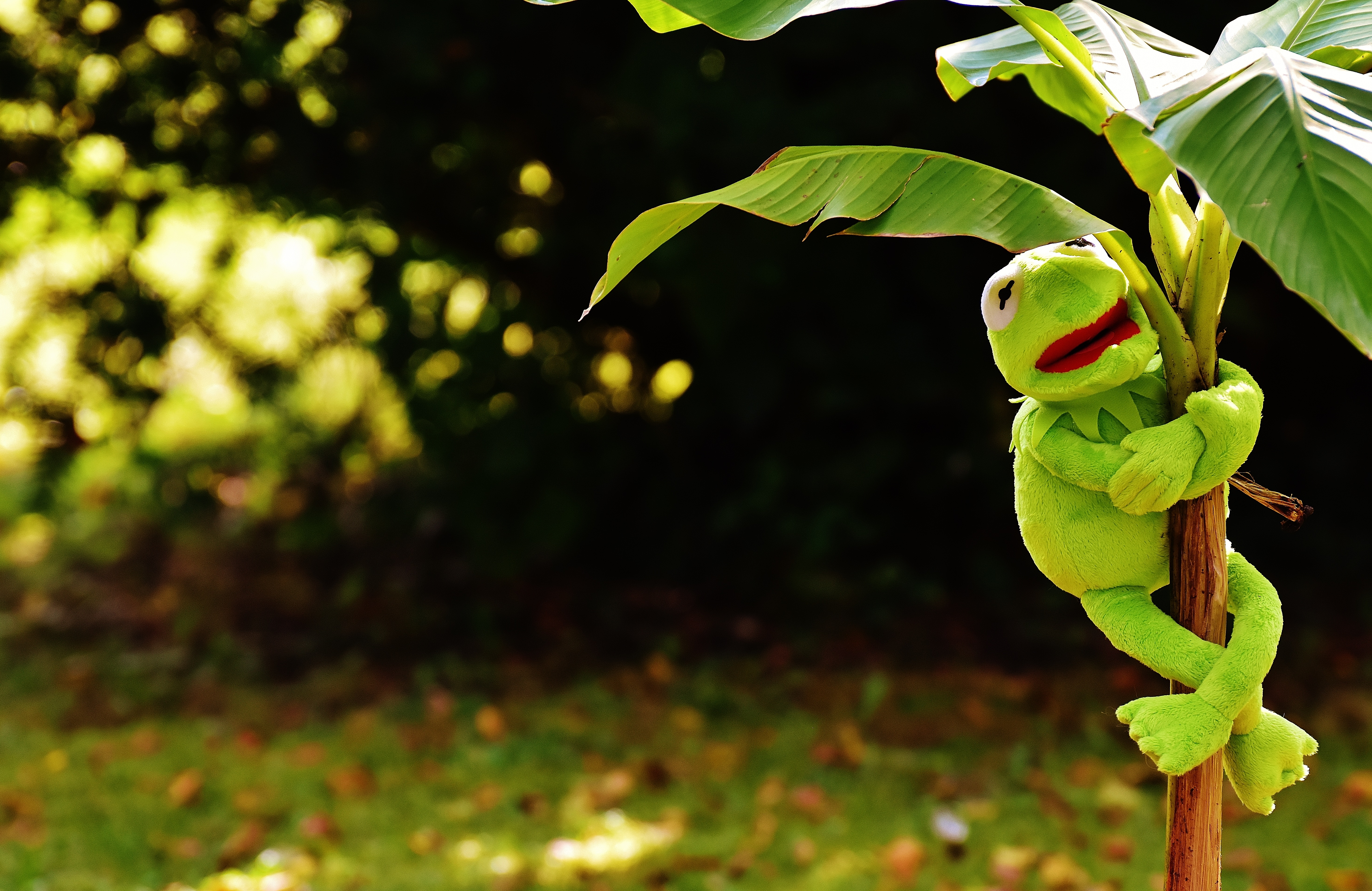 Exasperate Kermit Frog free image download