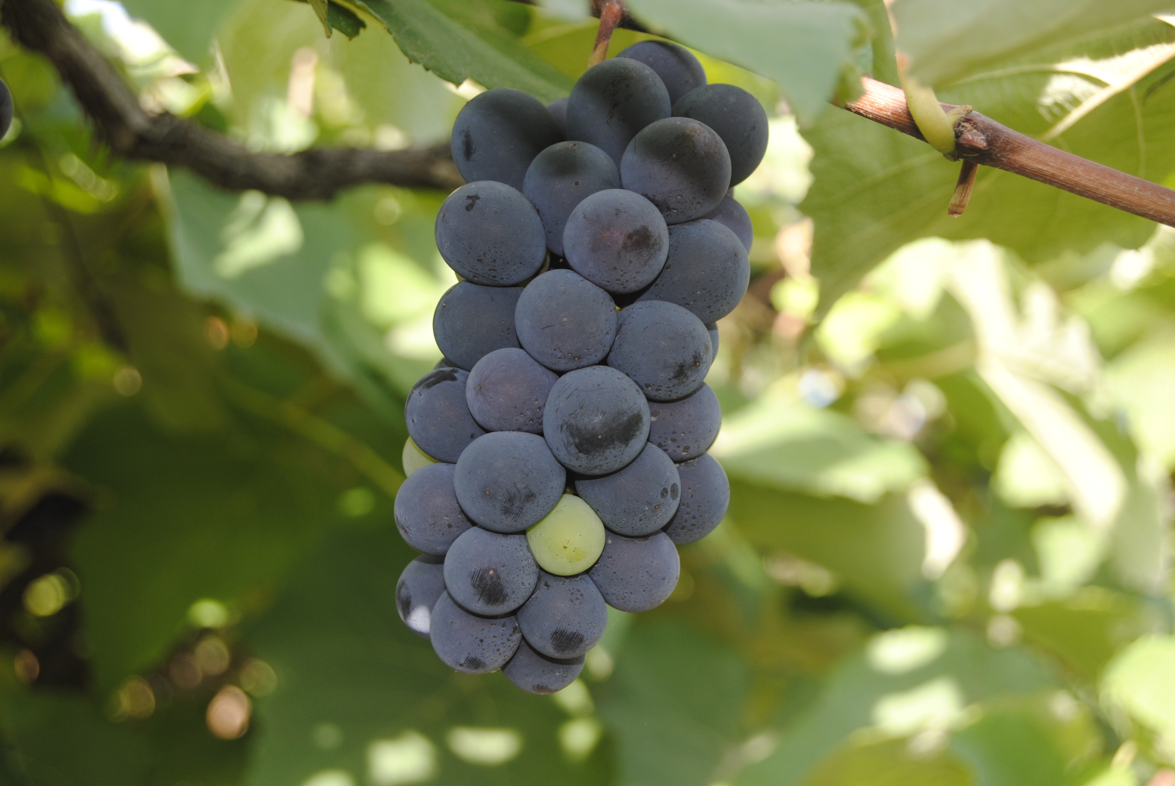 Ripe sweet grapes in the garden free image download