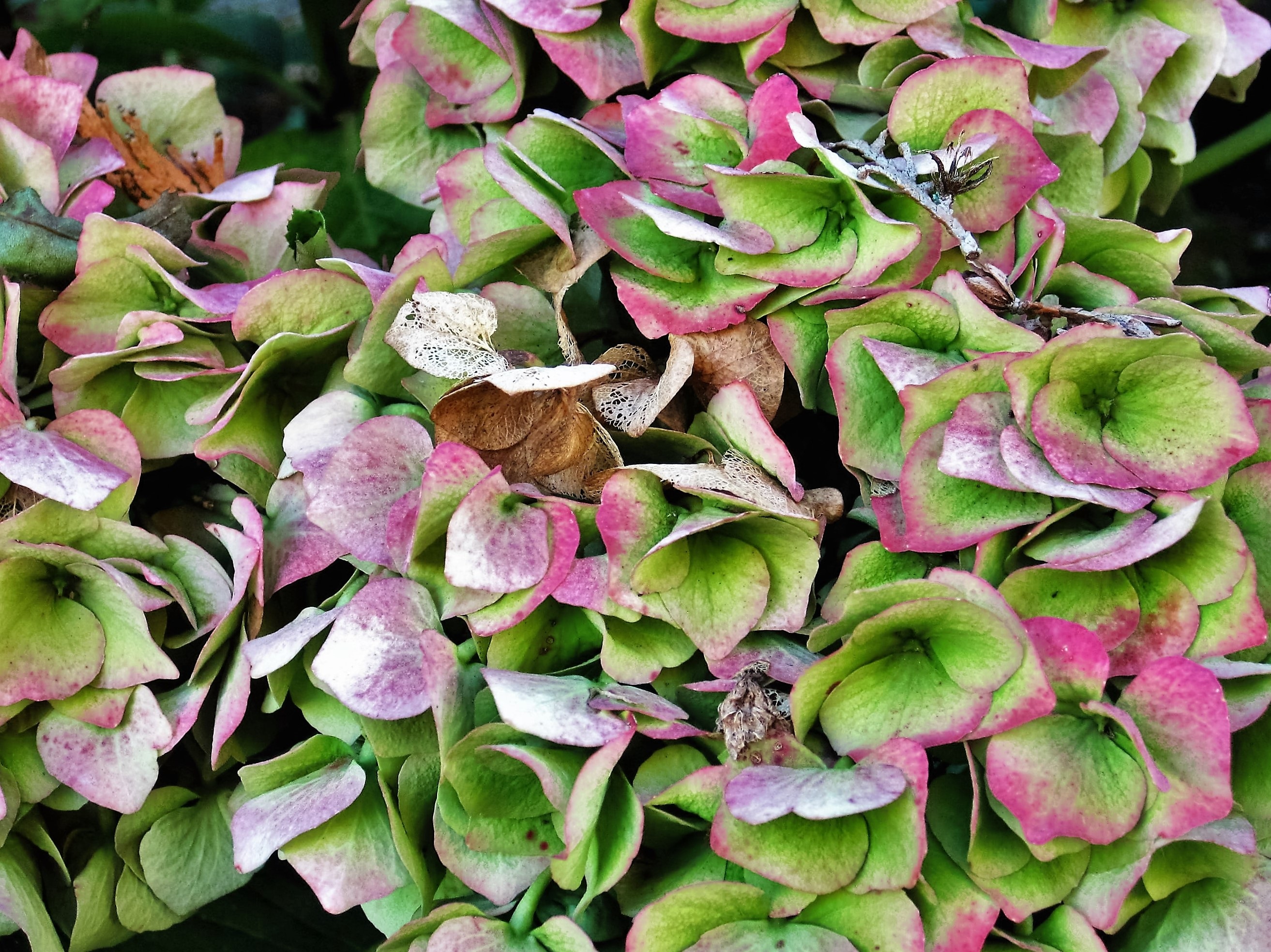 Blooming pink green hydrangea, close-up free image download
