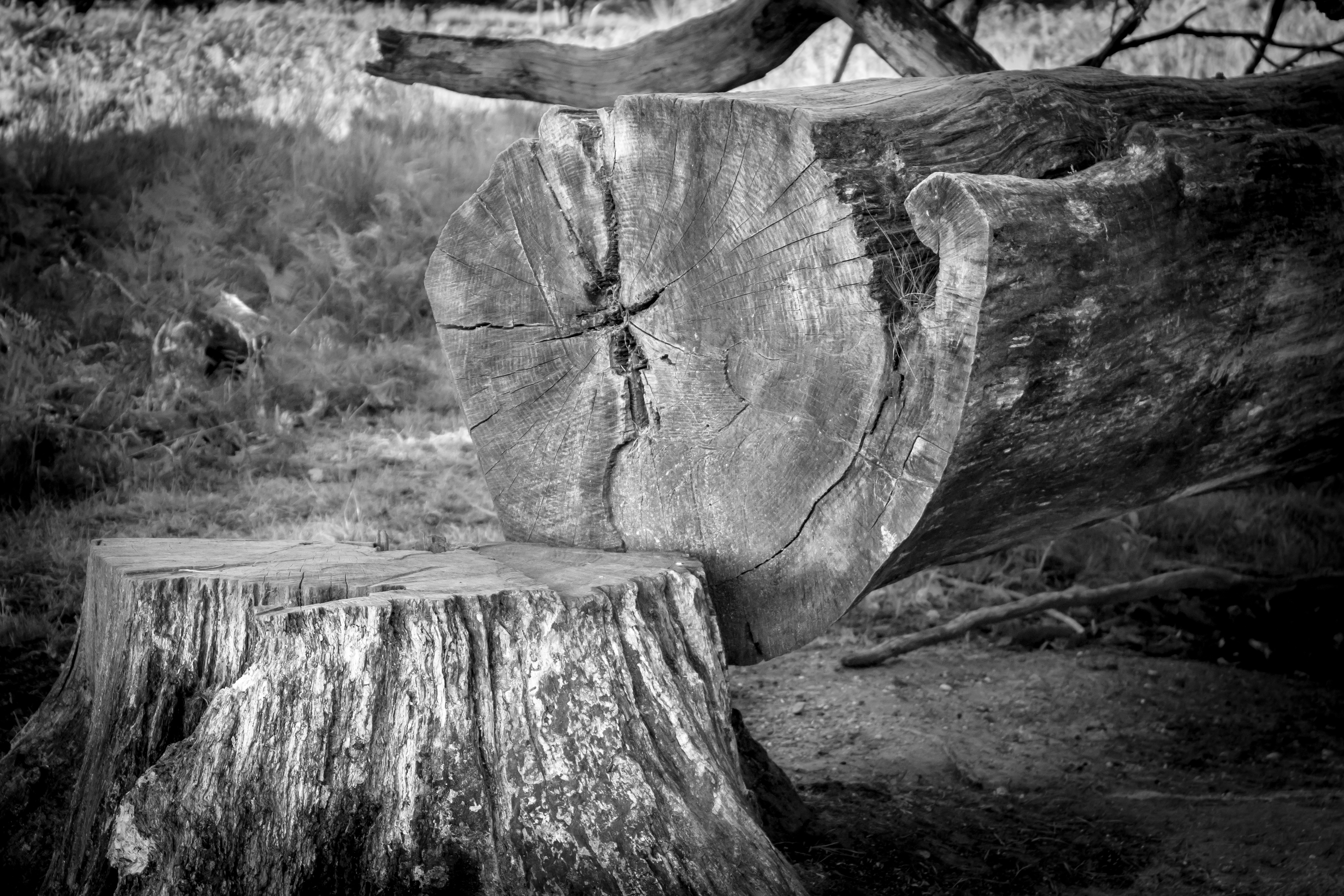 Tree Stump Log free image download