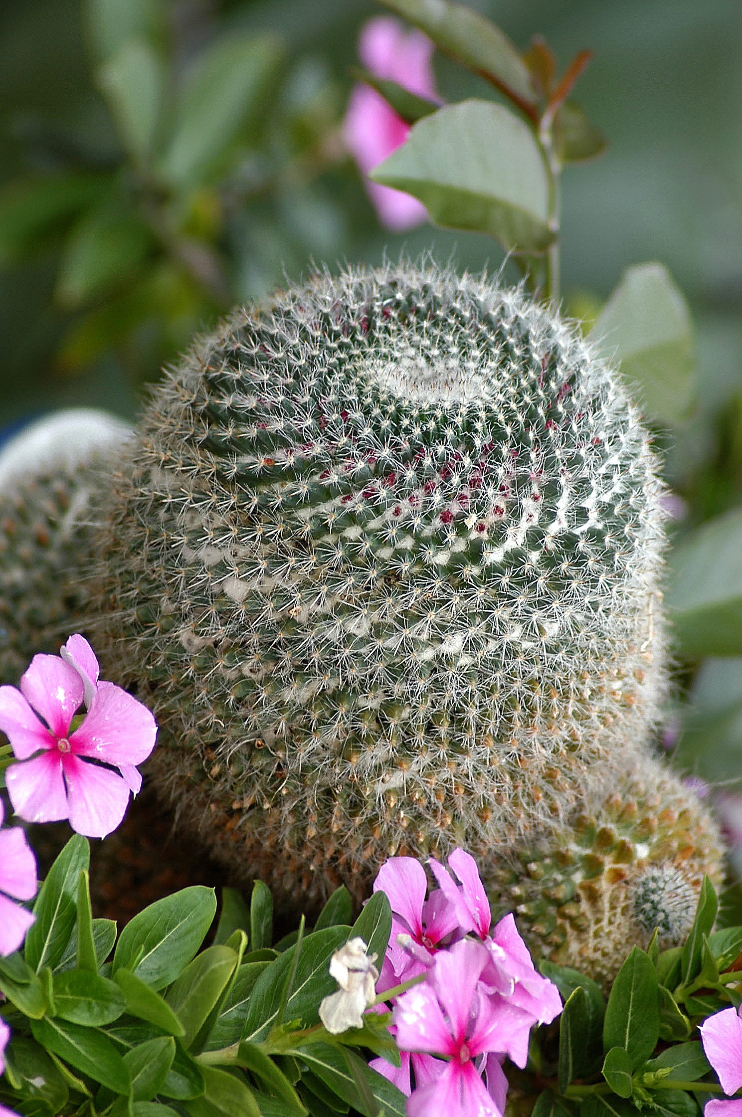Cactus Flowers Botanical Garden free image download