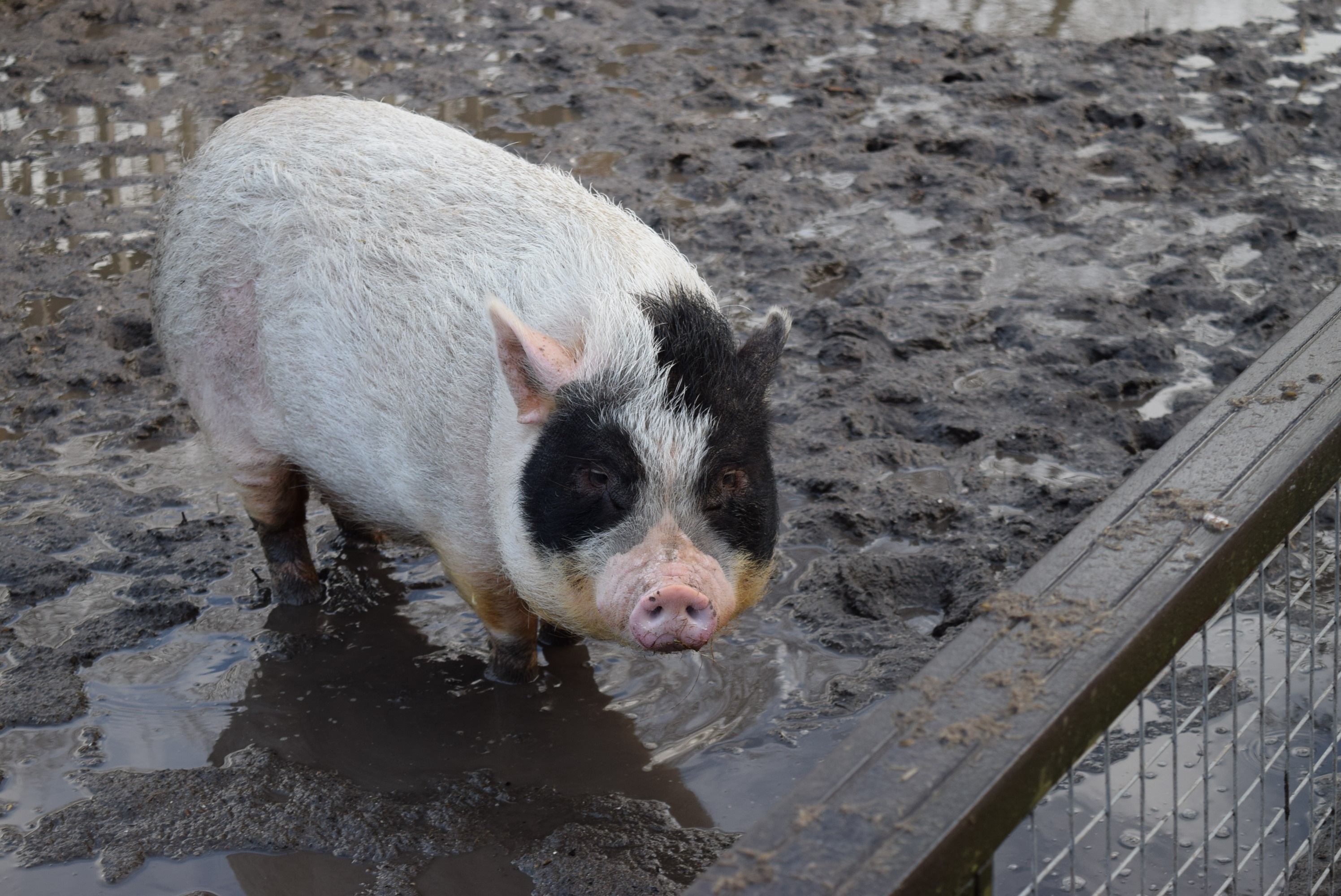 Pig Hogpen free image download