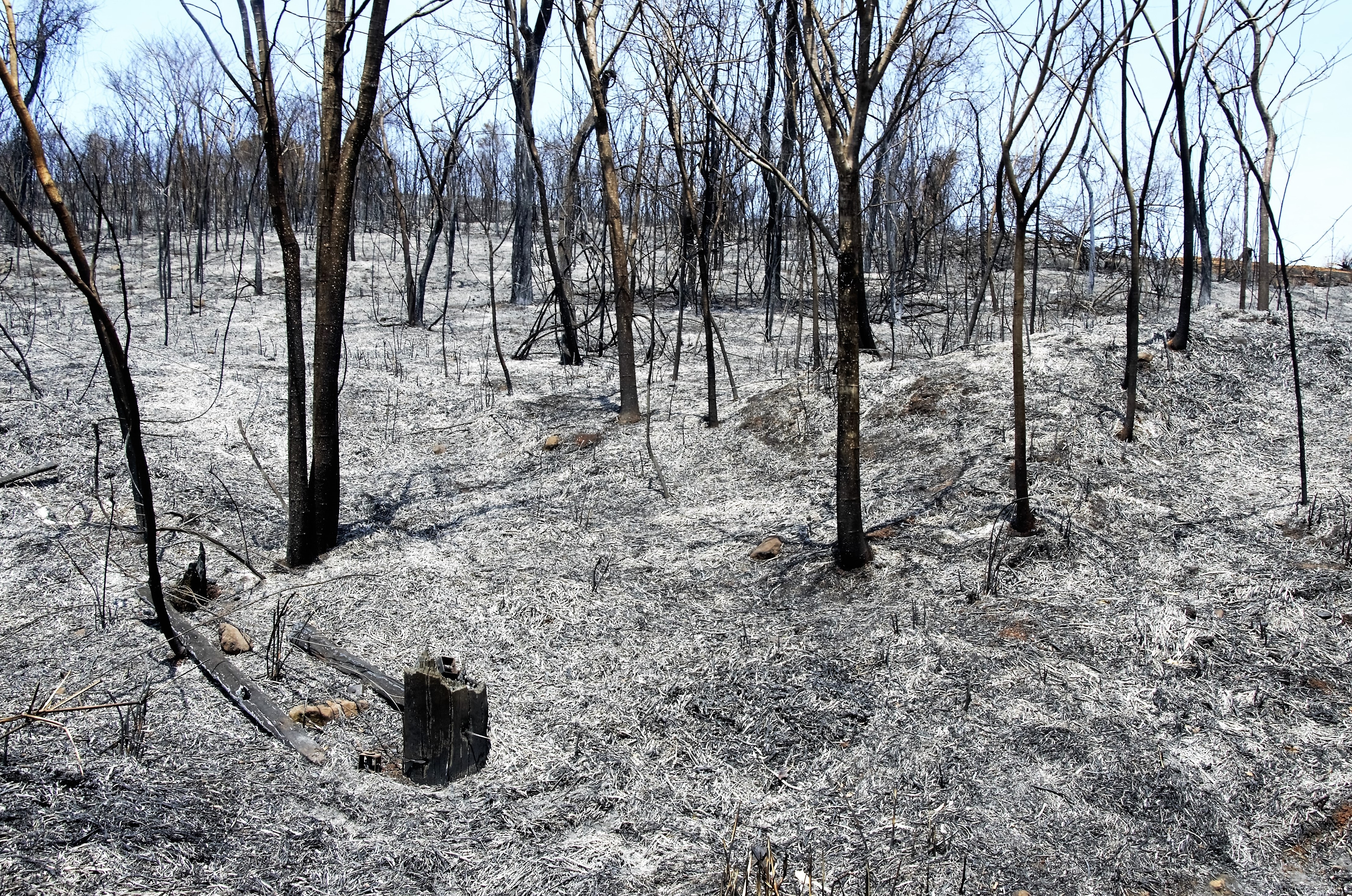 Remnants of trees after a major fire free image download