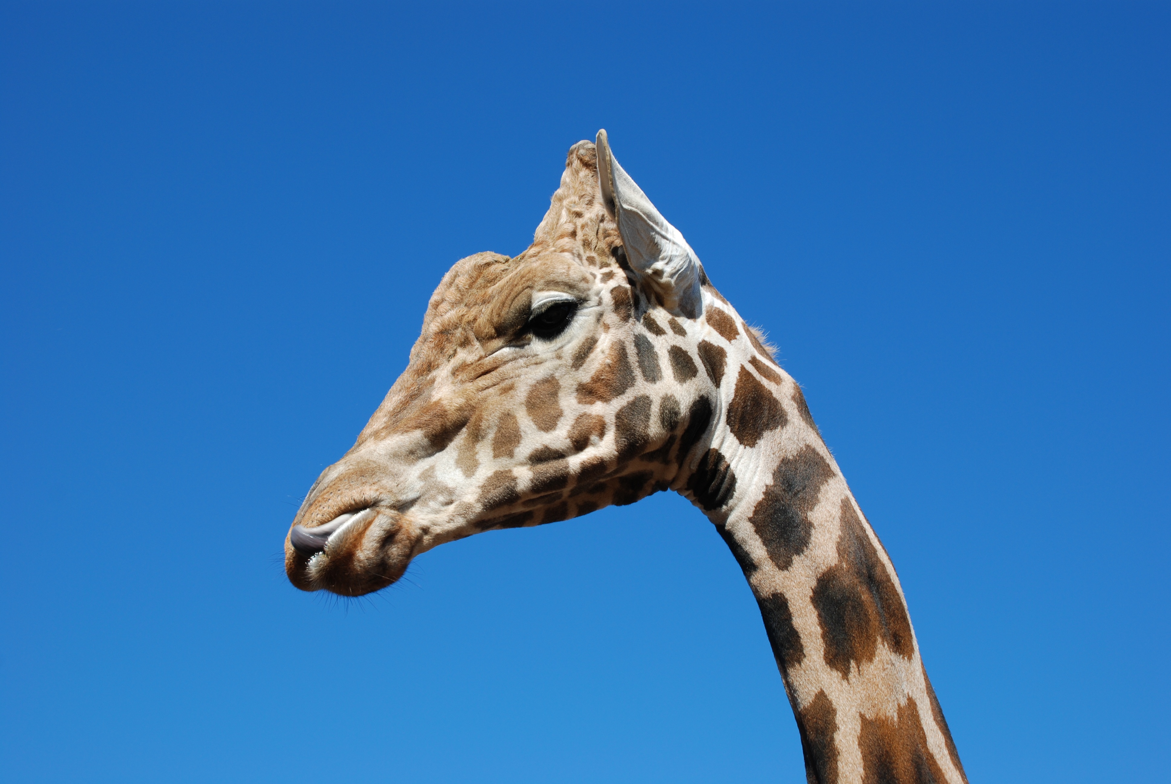 Giraffe Sky free image download