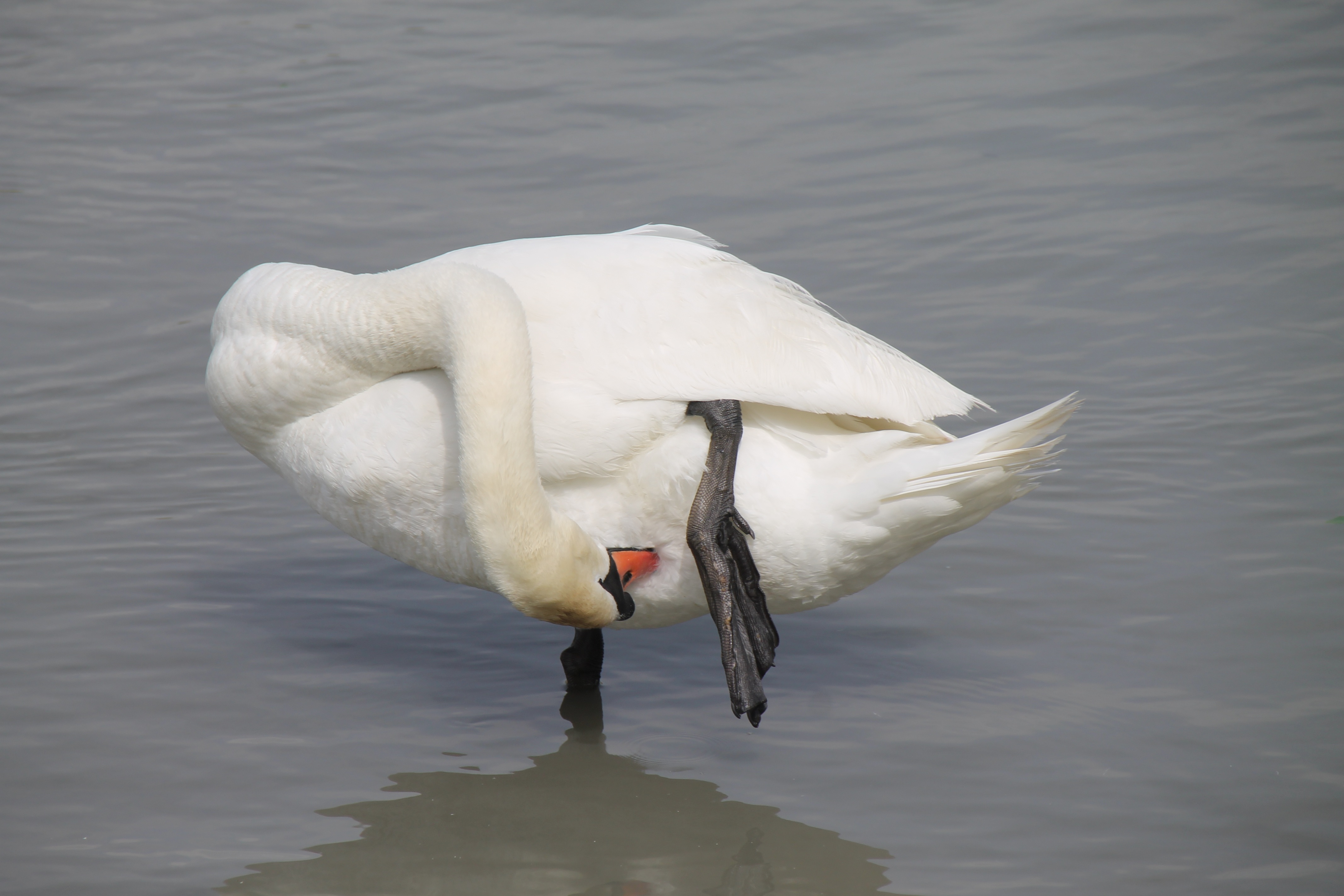 Swan Nature White free image download