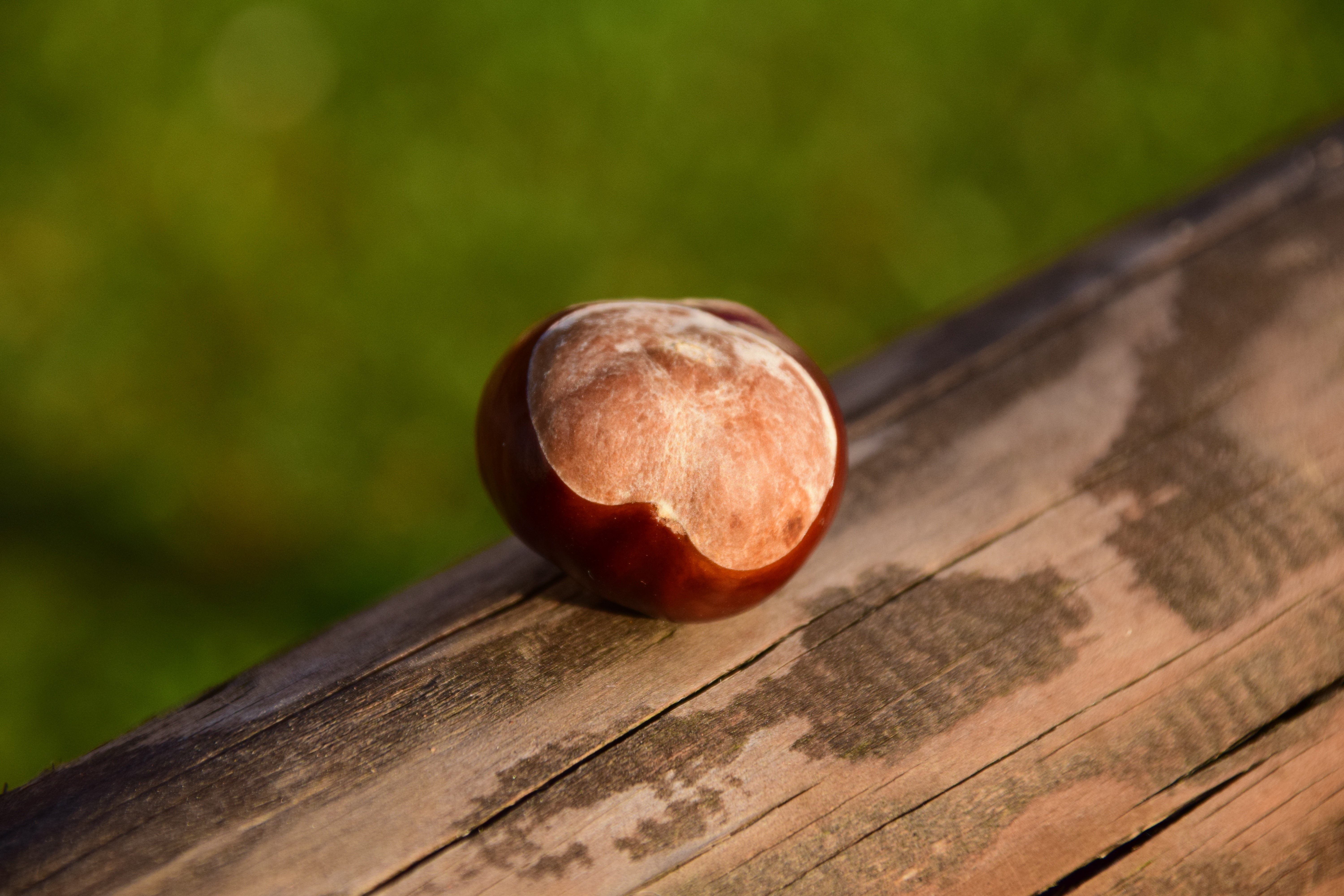 Chestnut Horse Ordinary free image download