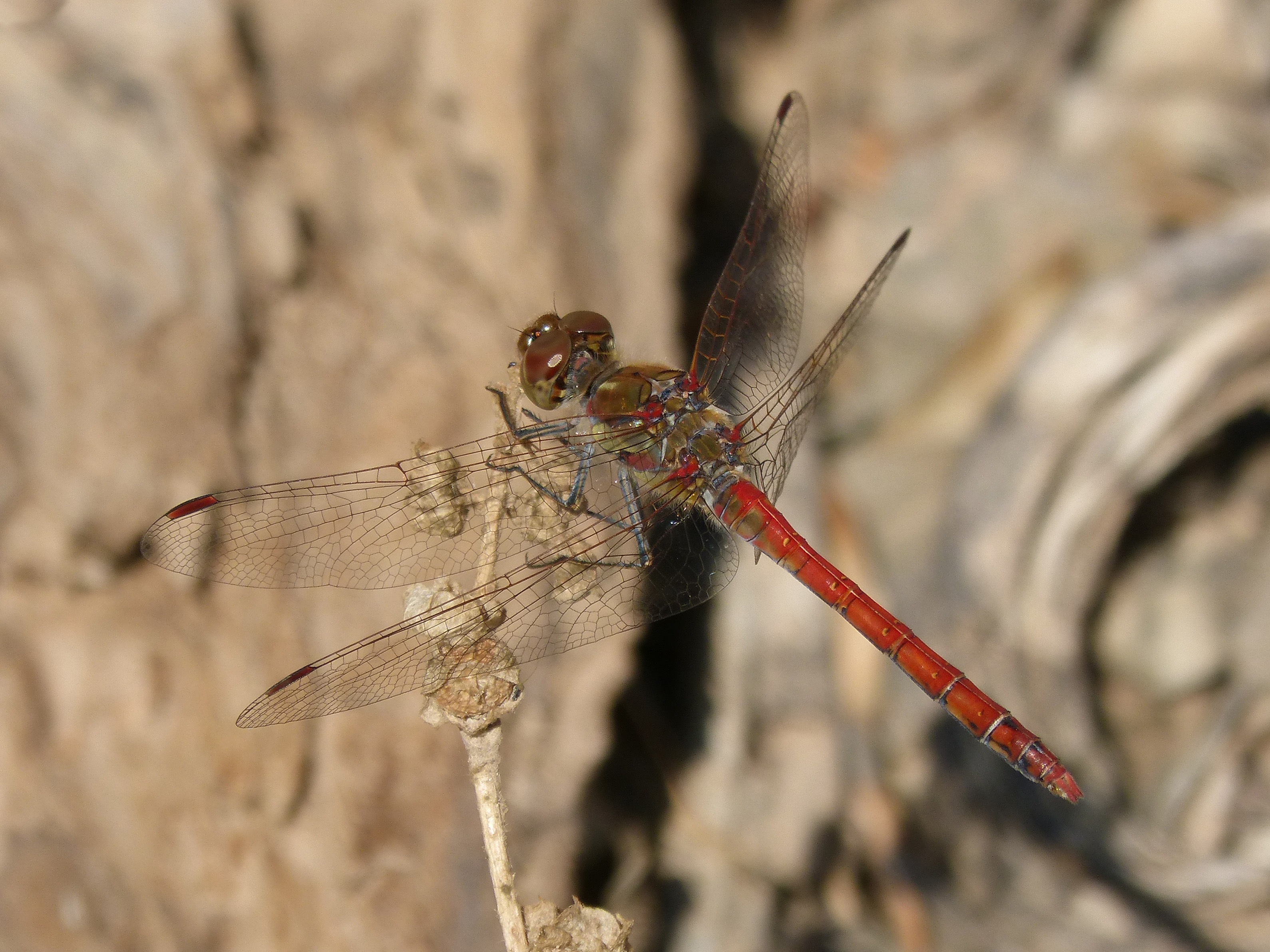 Dragonfly Annulata Trithemis I free image download