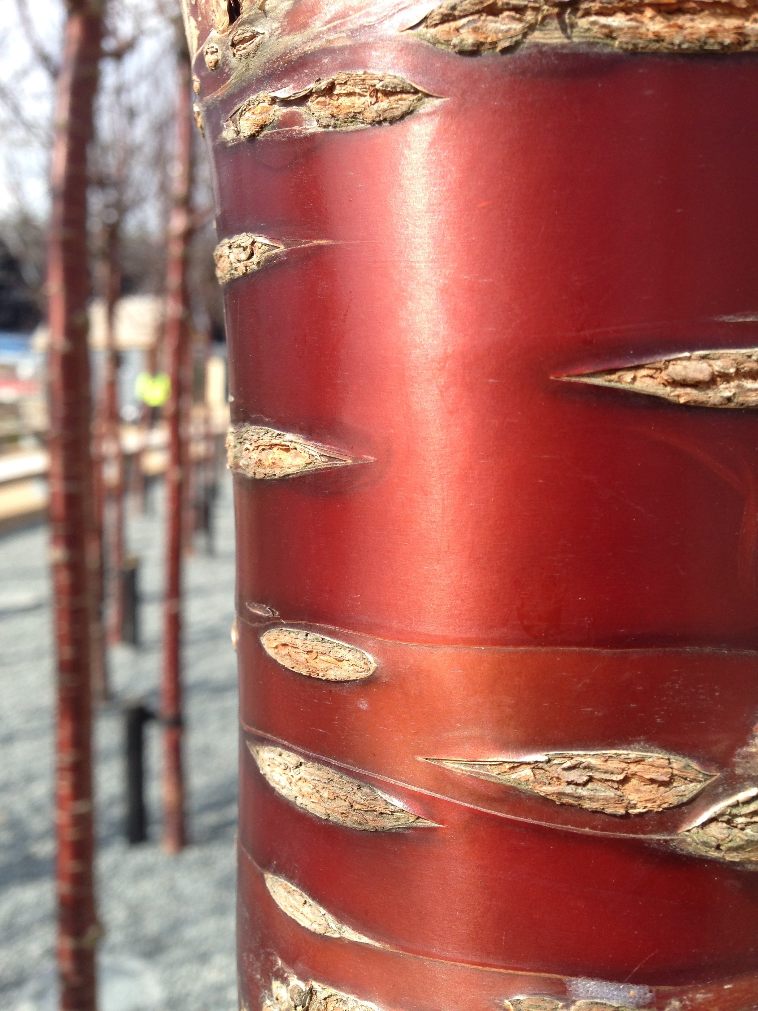 Trunk Tree free image download