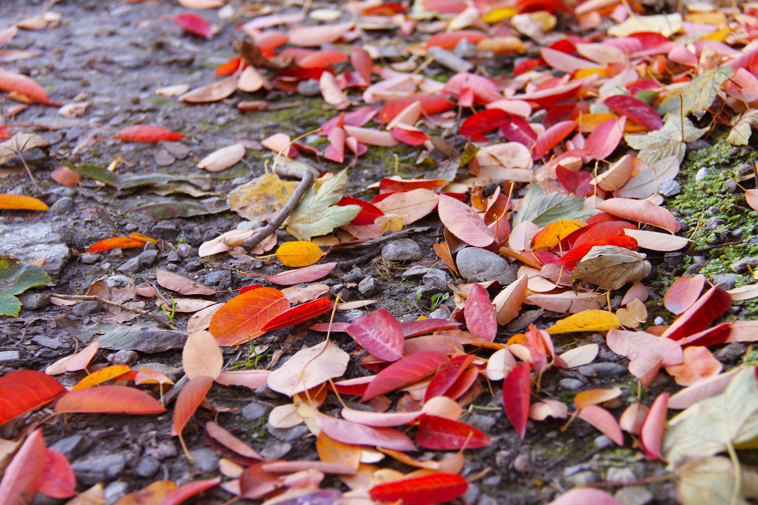 Colorful fallen leaves on ground free image download