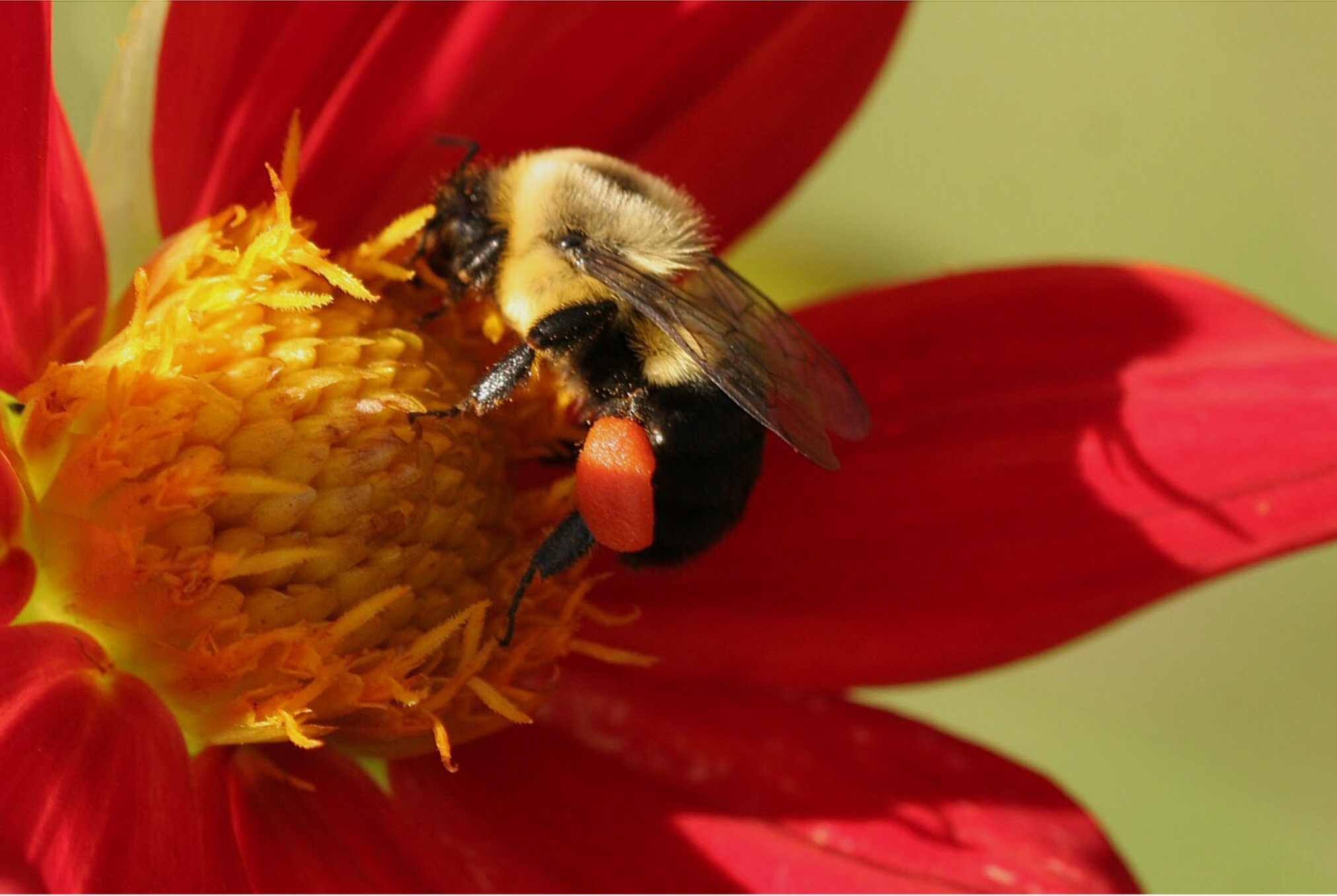 Bee Bumble Pollen Sack free image download