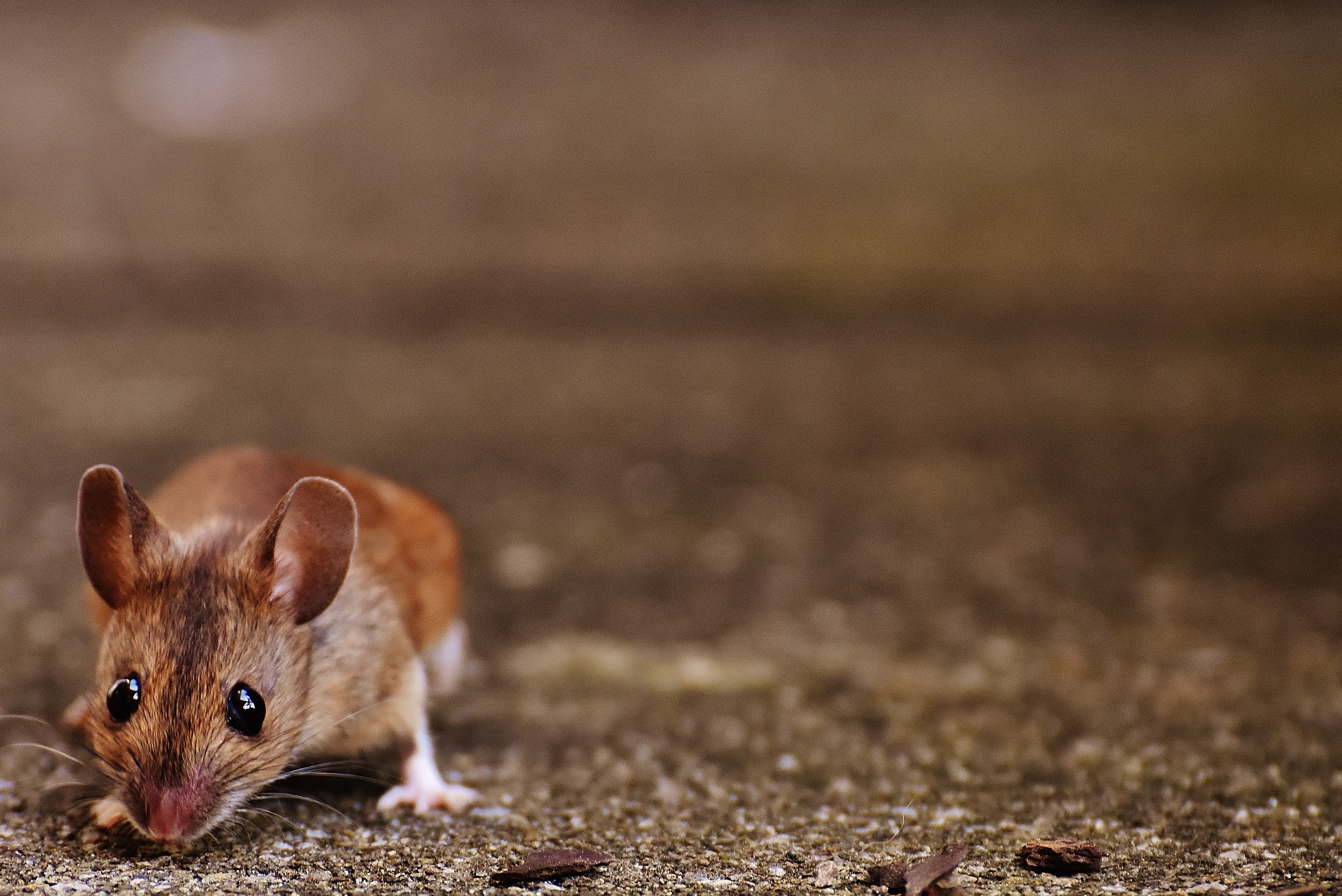 Mouse Rodent Cute free image download