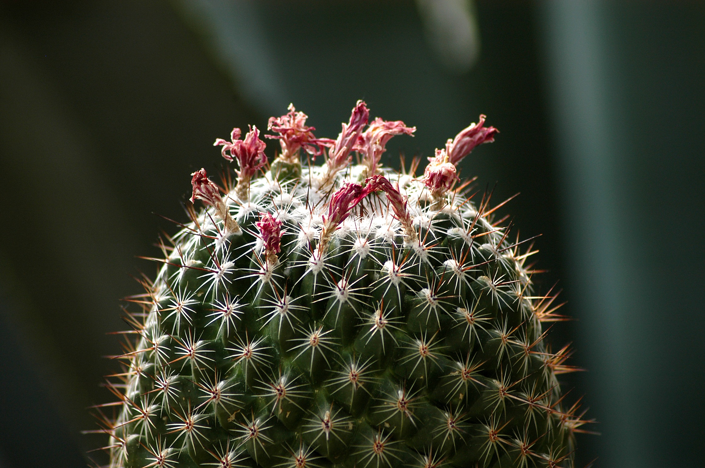 Cactus Flowers in the Botanical garden free image download
