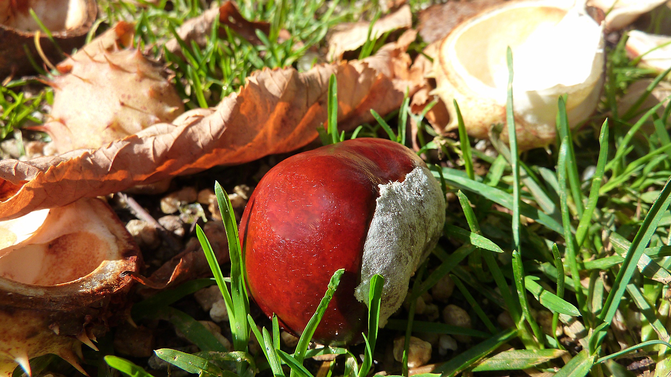 Chestnut Nuts free image download