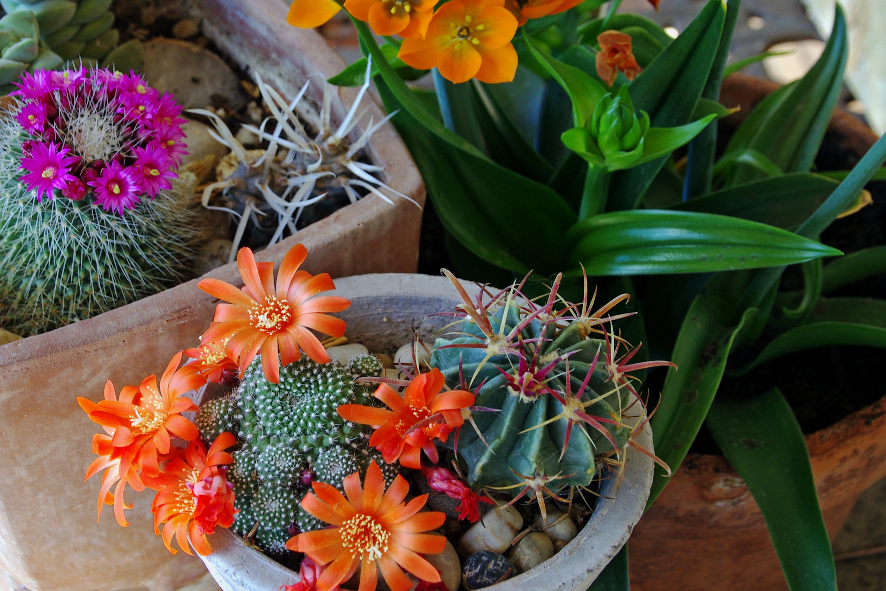 Fat Plants Succulent Plant free image download