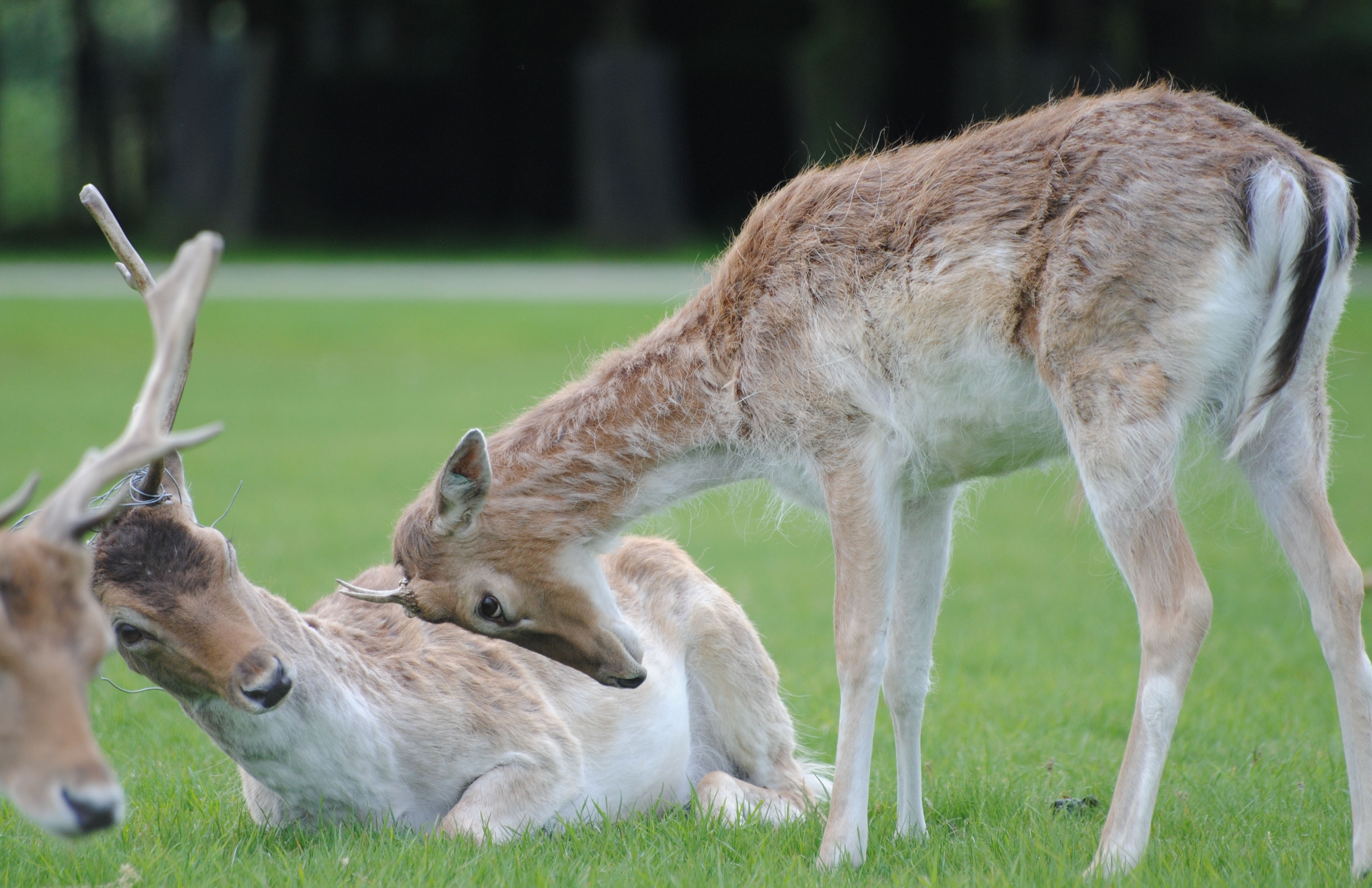 Young Buck Antler free image download