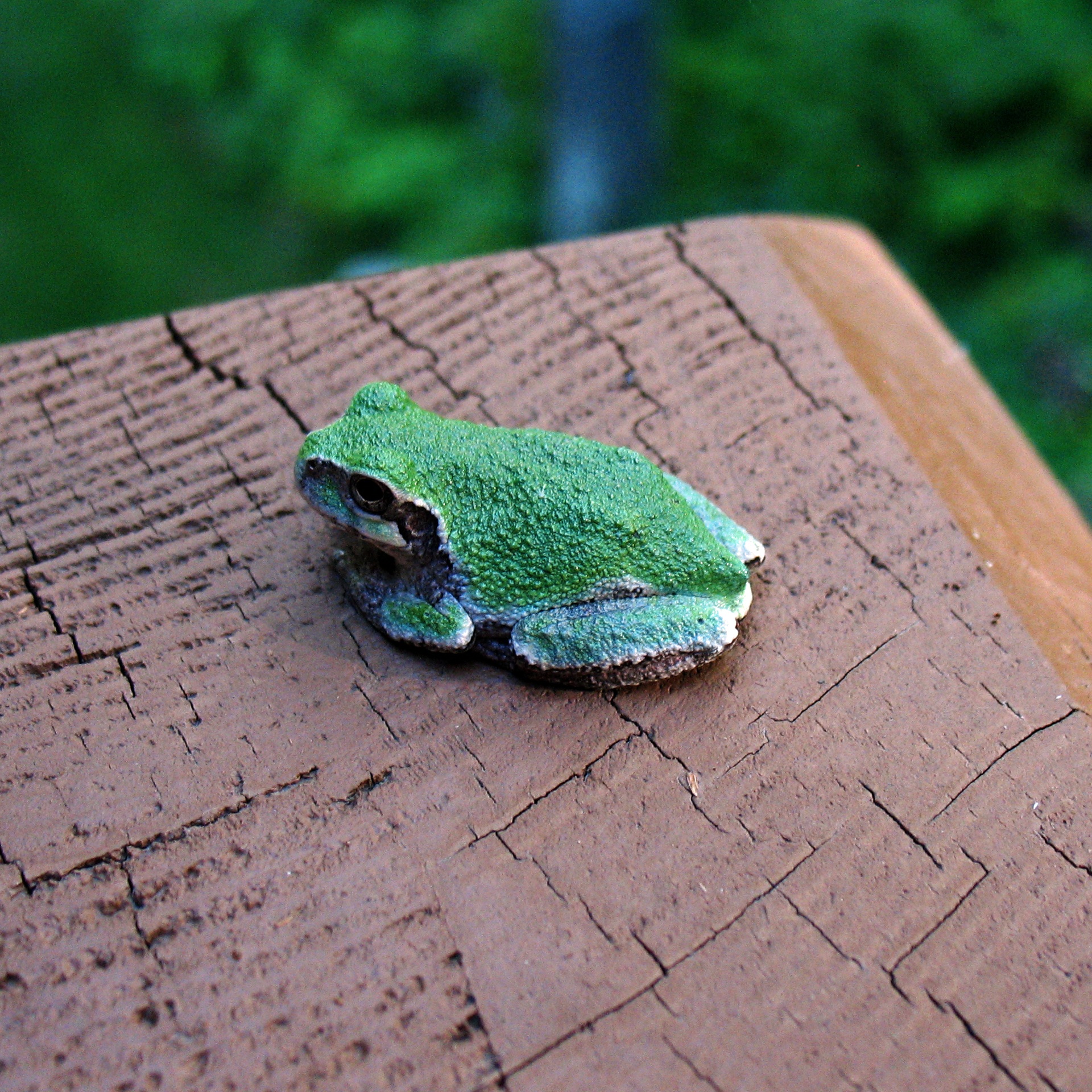 Deck Tree Frog free image download
