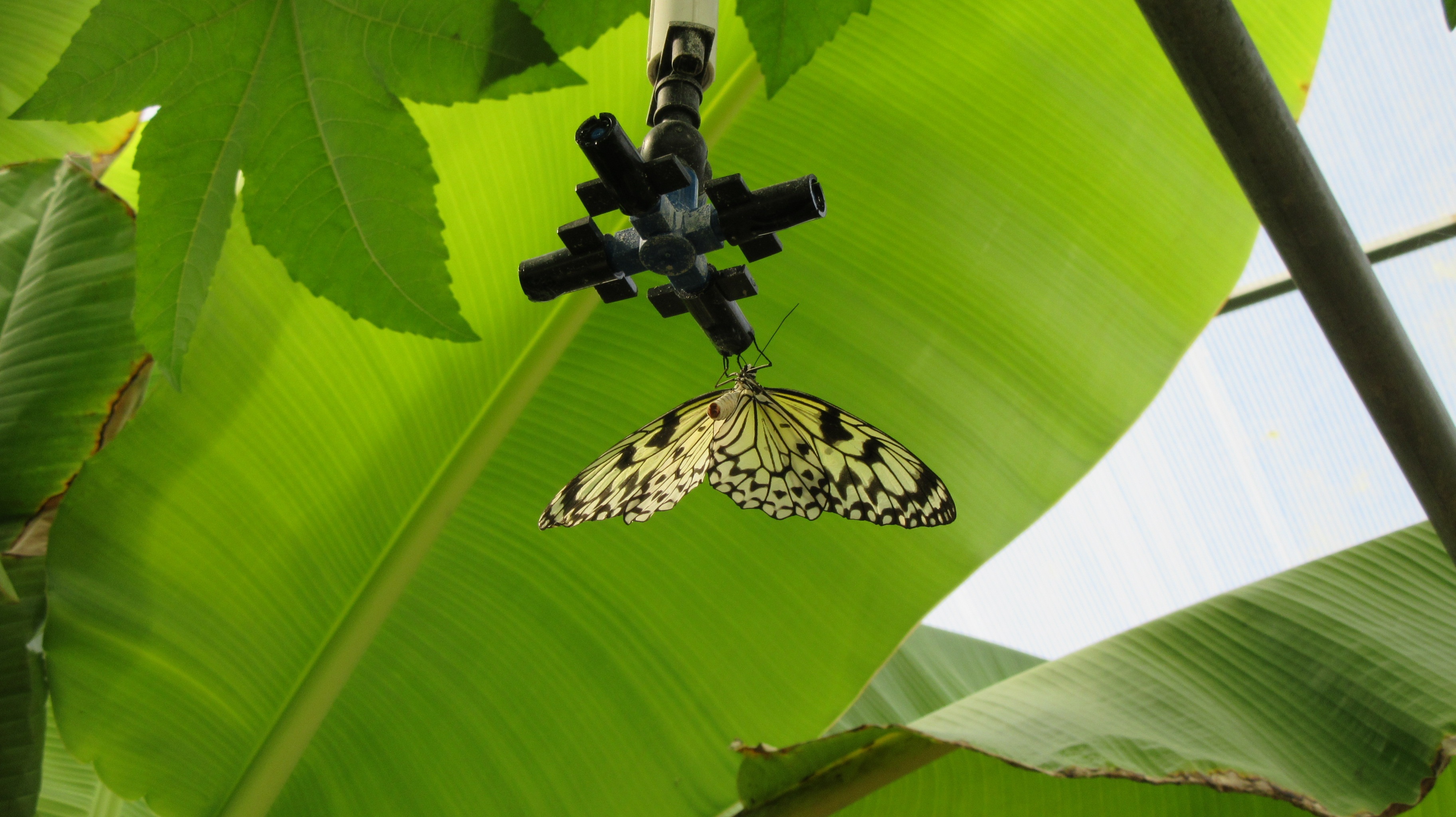 Provence Velleron Butterfly South france free image download