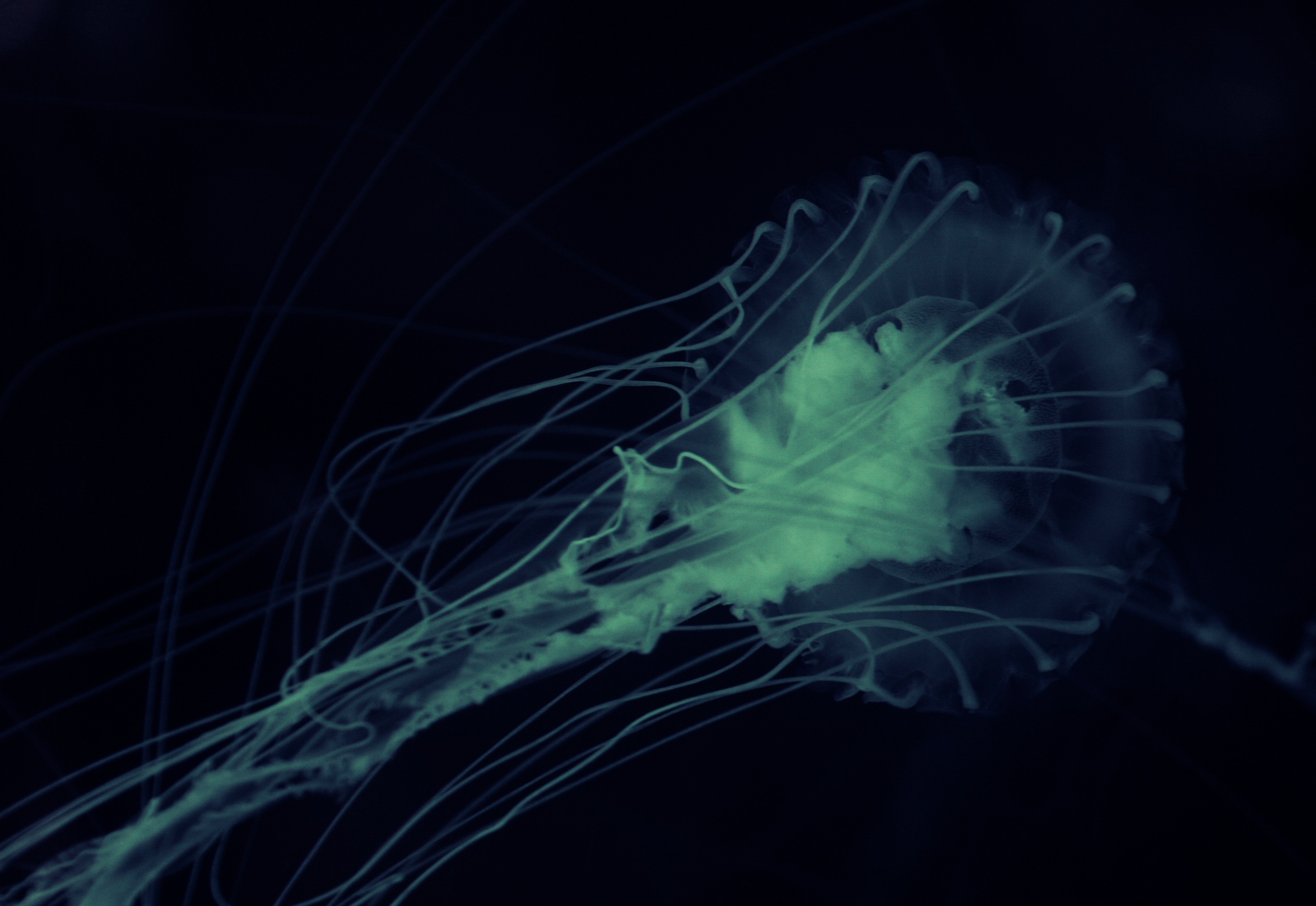 Amoeba Ocean Animal free image download