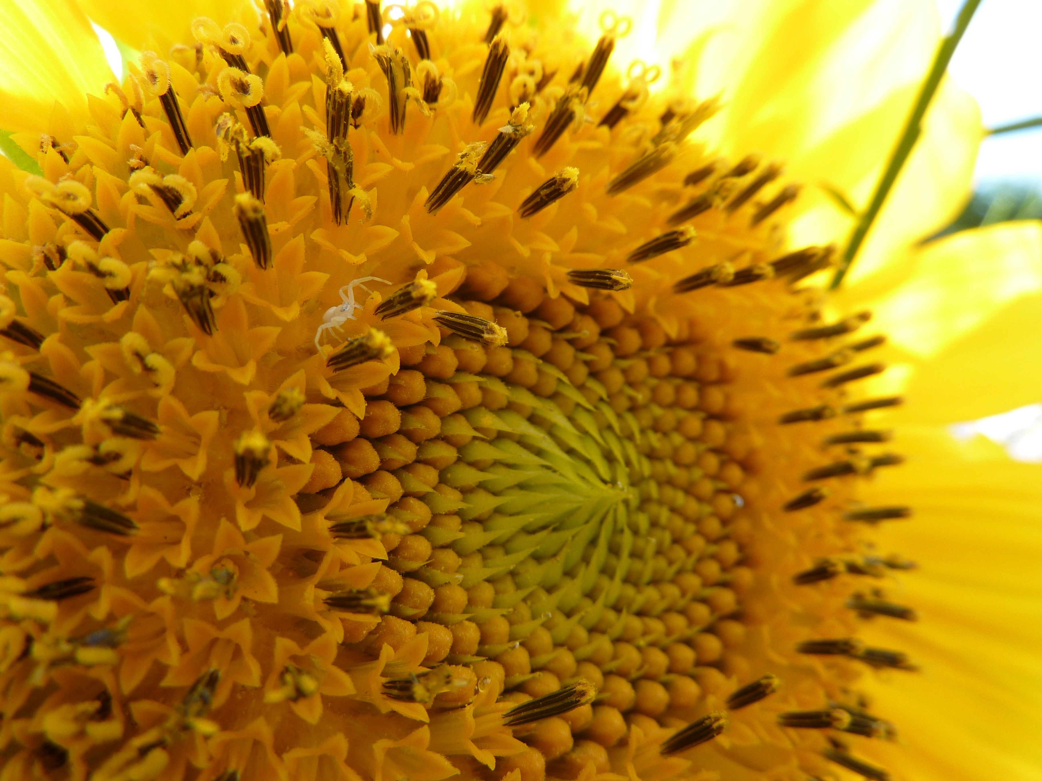 Sunflower White Spider free image download