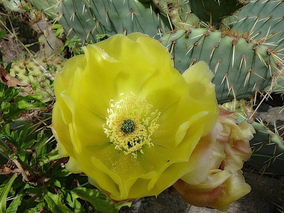 Cactus Green Botany free image download