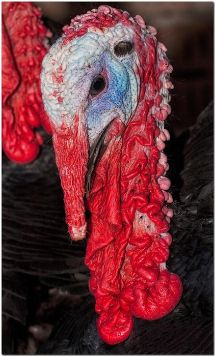 Turkey Red free image download