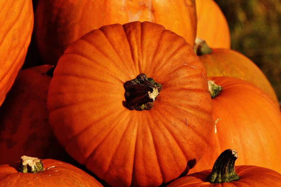 Pumpkins Autumn Decoration free image download