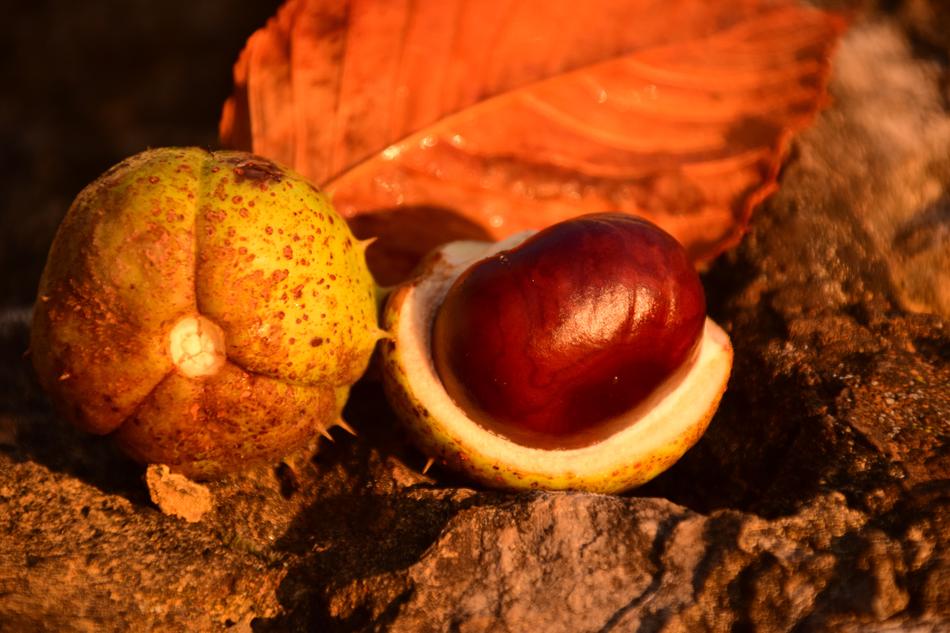Chestnut Horse Ordinary free image download
