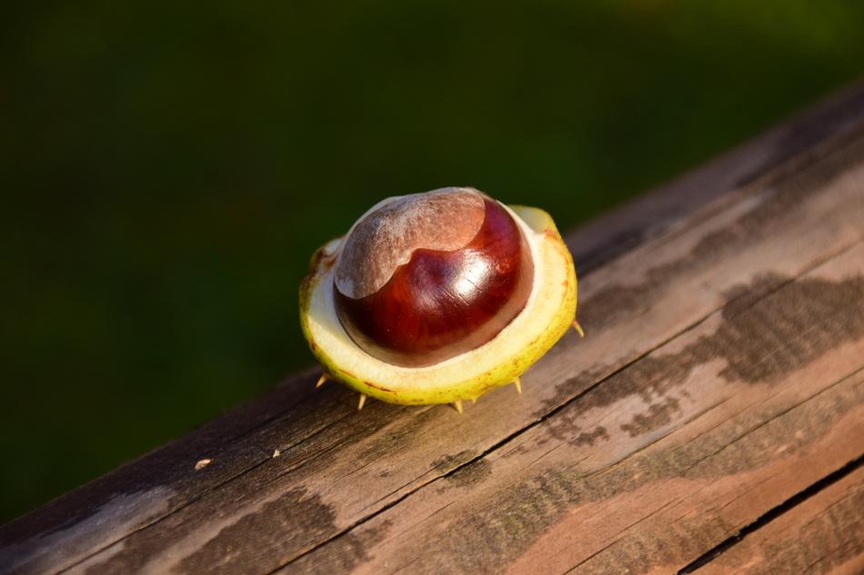 An open nut in a prickly shell free image download