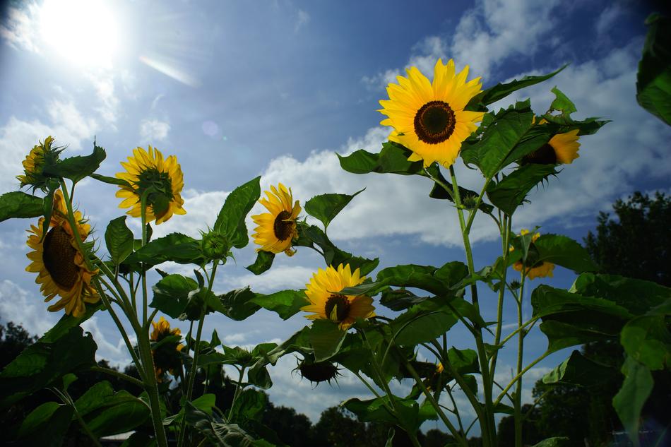 Sunflower Yellow Against Direction free image download