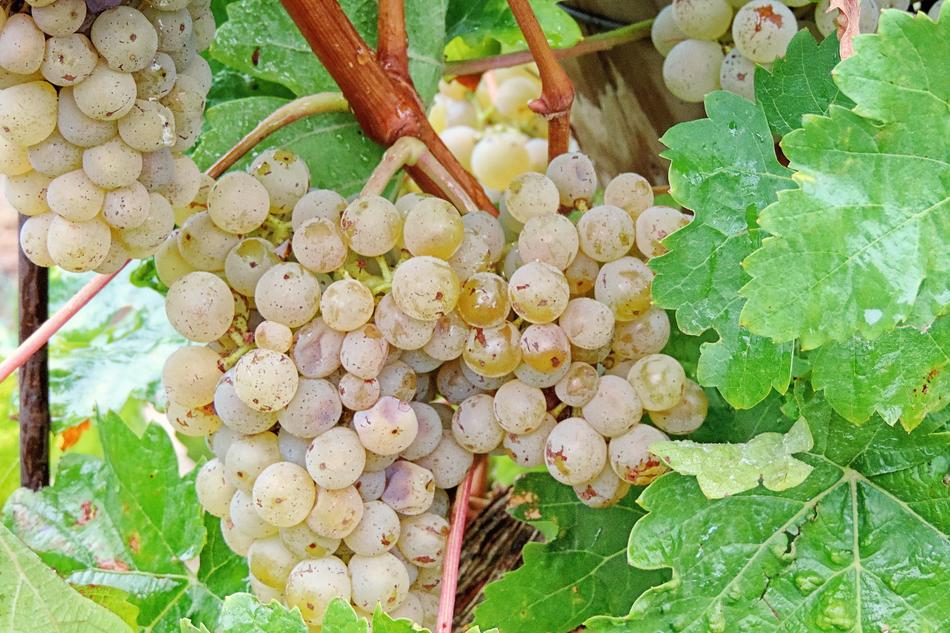 Grapes Raindrop Green free image download