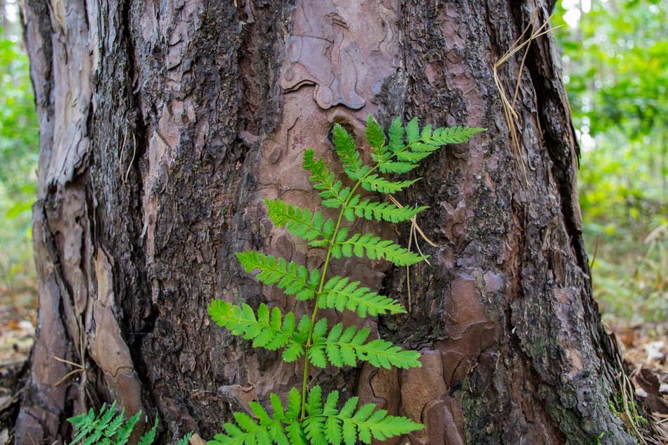 Tribe Bark Leaf free image download