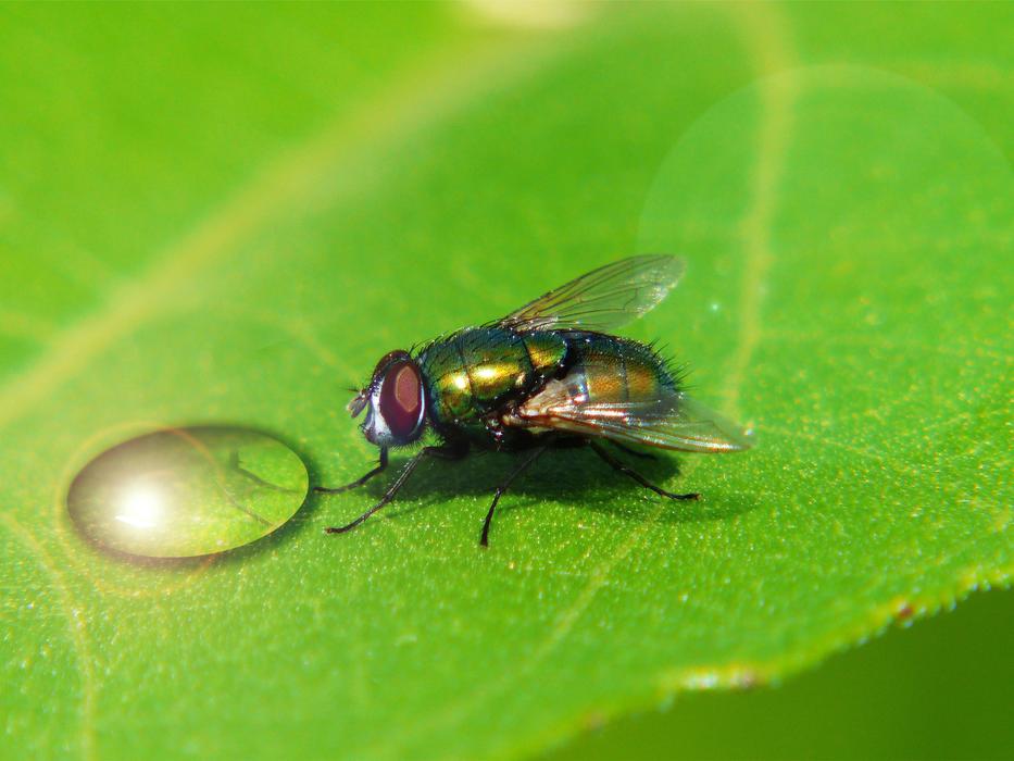 Fly Drip Reflection free image download