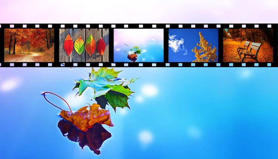 Fall autumn leaves seasonal movie free image download